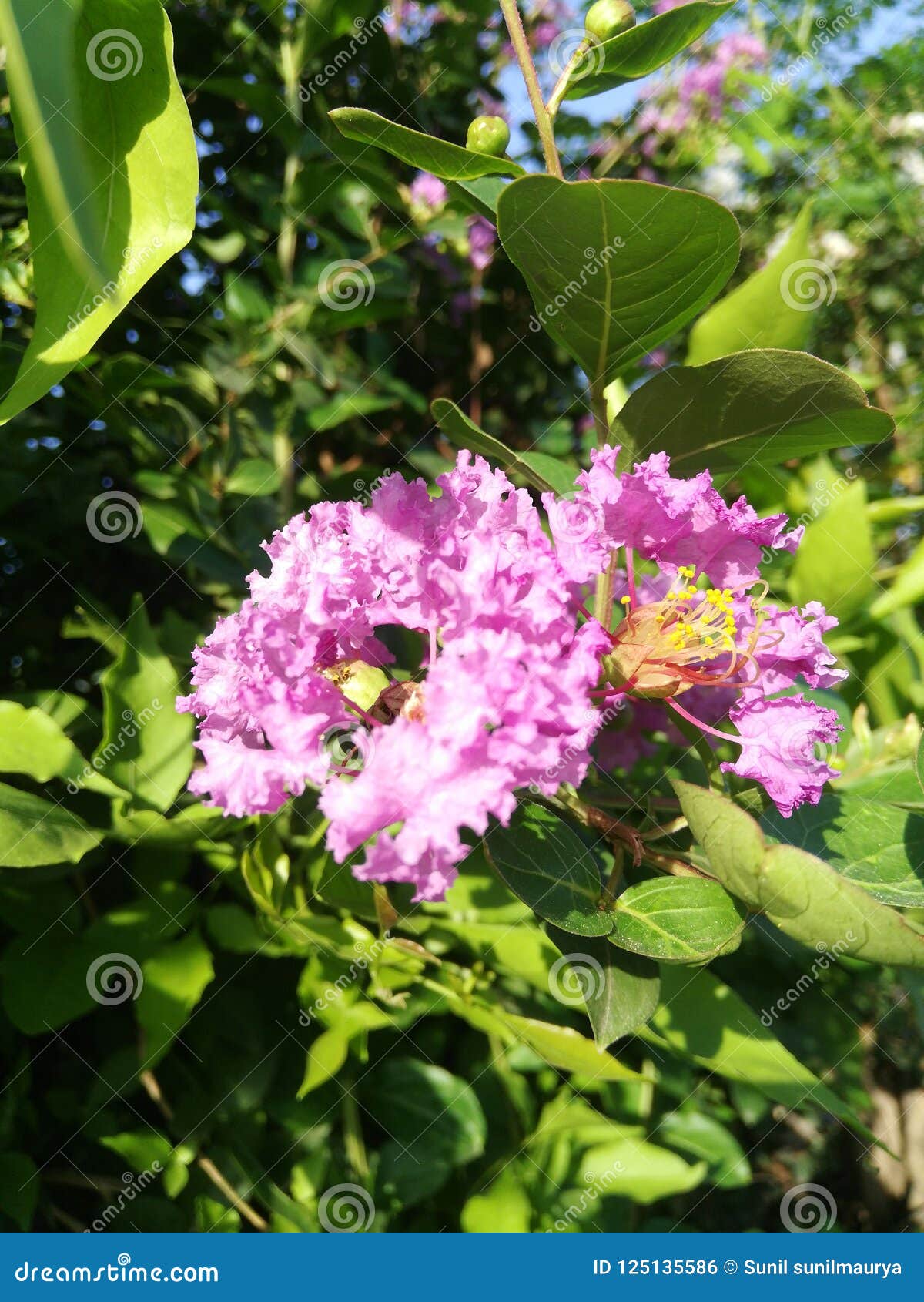 Flower Narmol Stock Photos - Free & Royalty-Free Stock Photos from ...