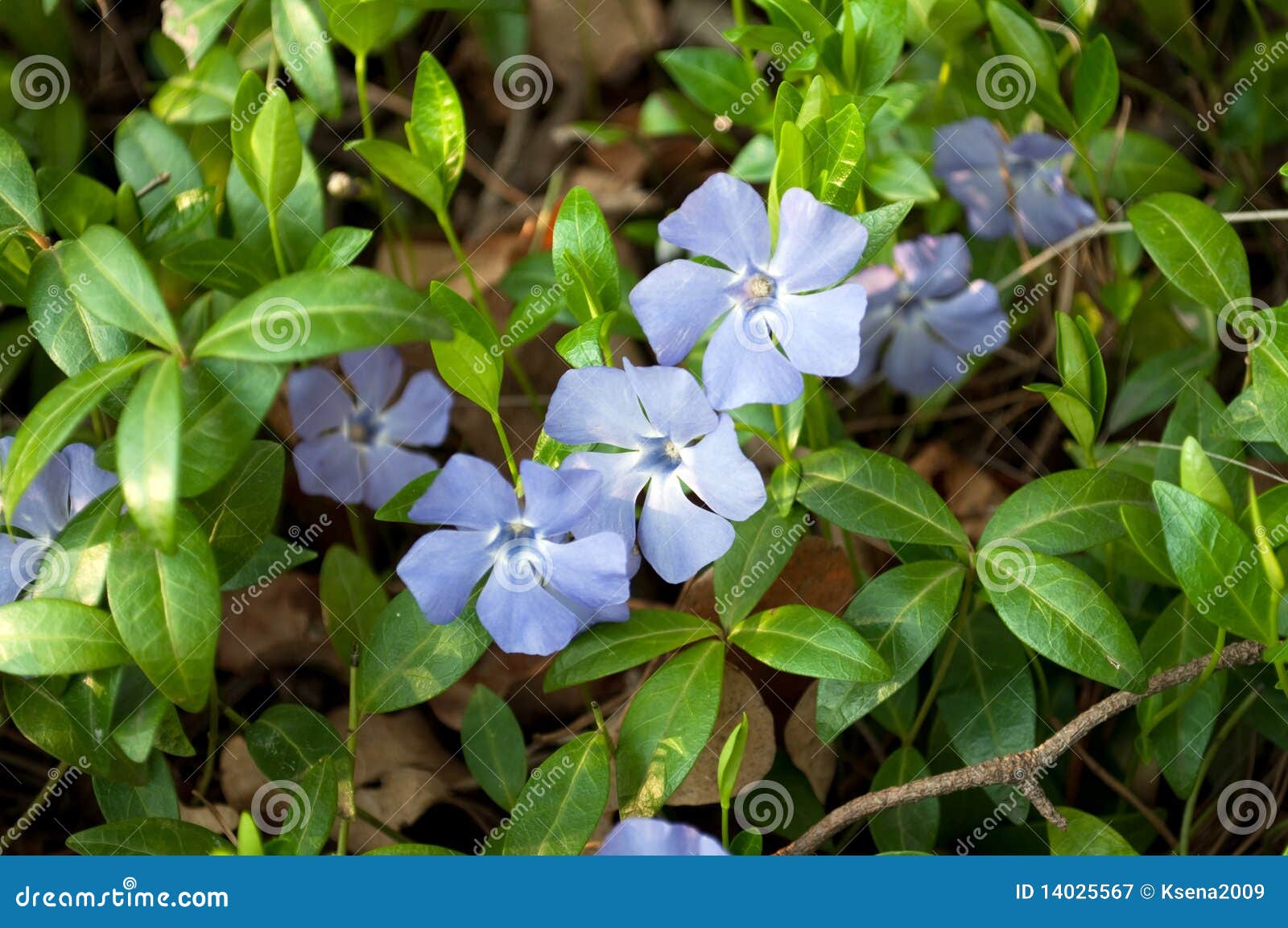 Flower vinca stock image. Image of periwinkle, beauty - 14025567