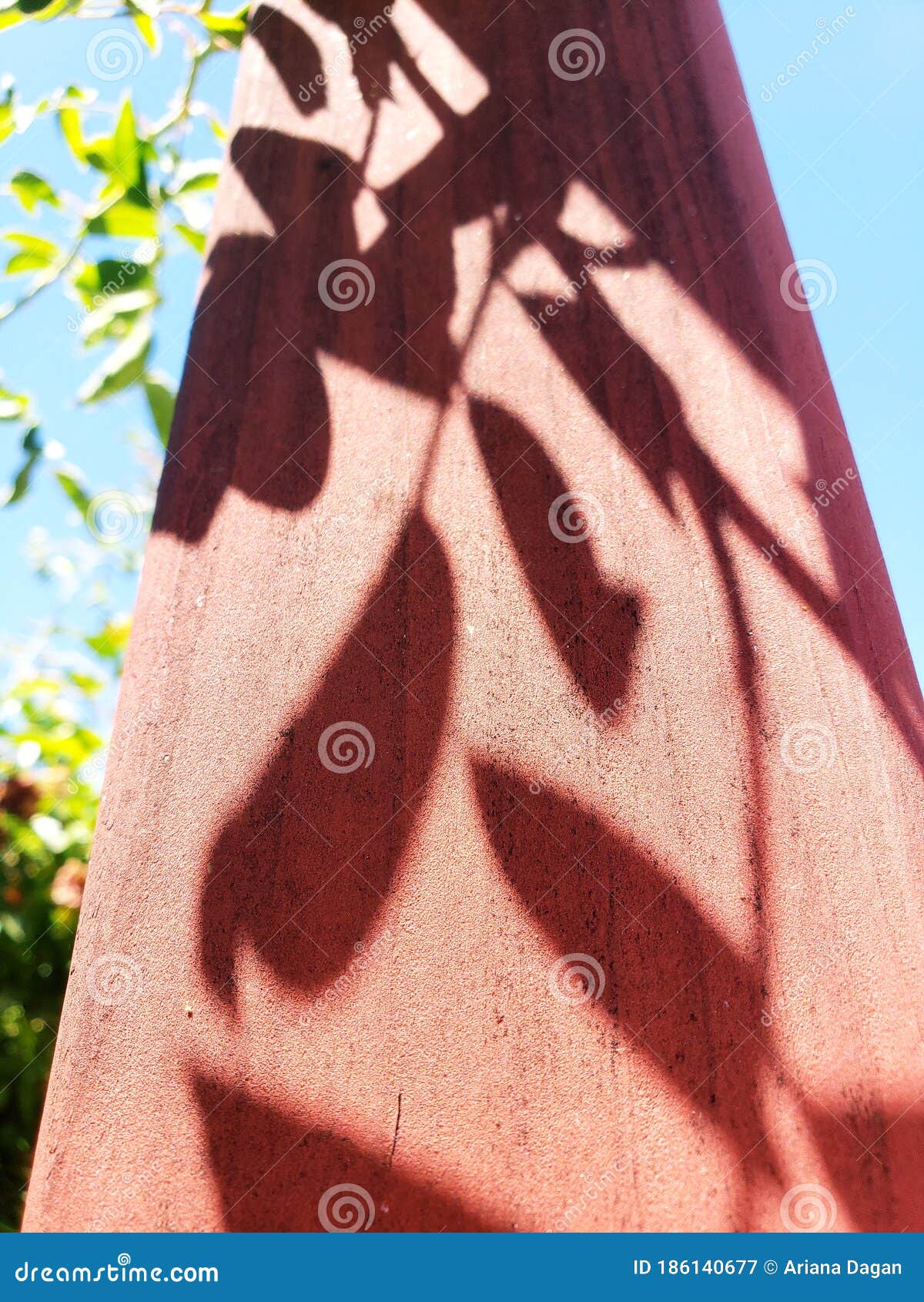 Flower Vine Shadow on Wood Post Stock Image - Image of natural, flowers ...