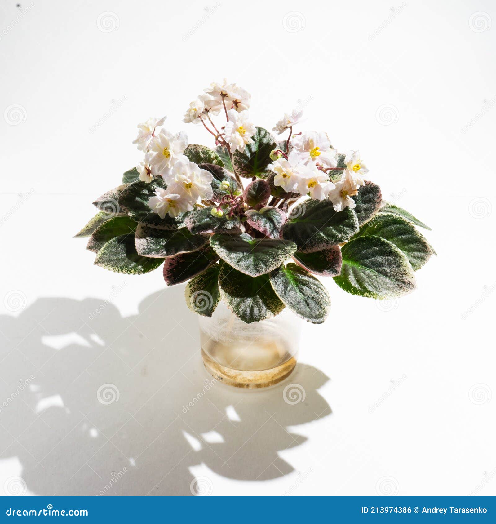 Flower Viola in Pot on White Background Stock Photo - Image of plant ...