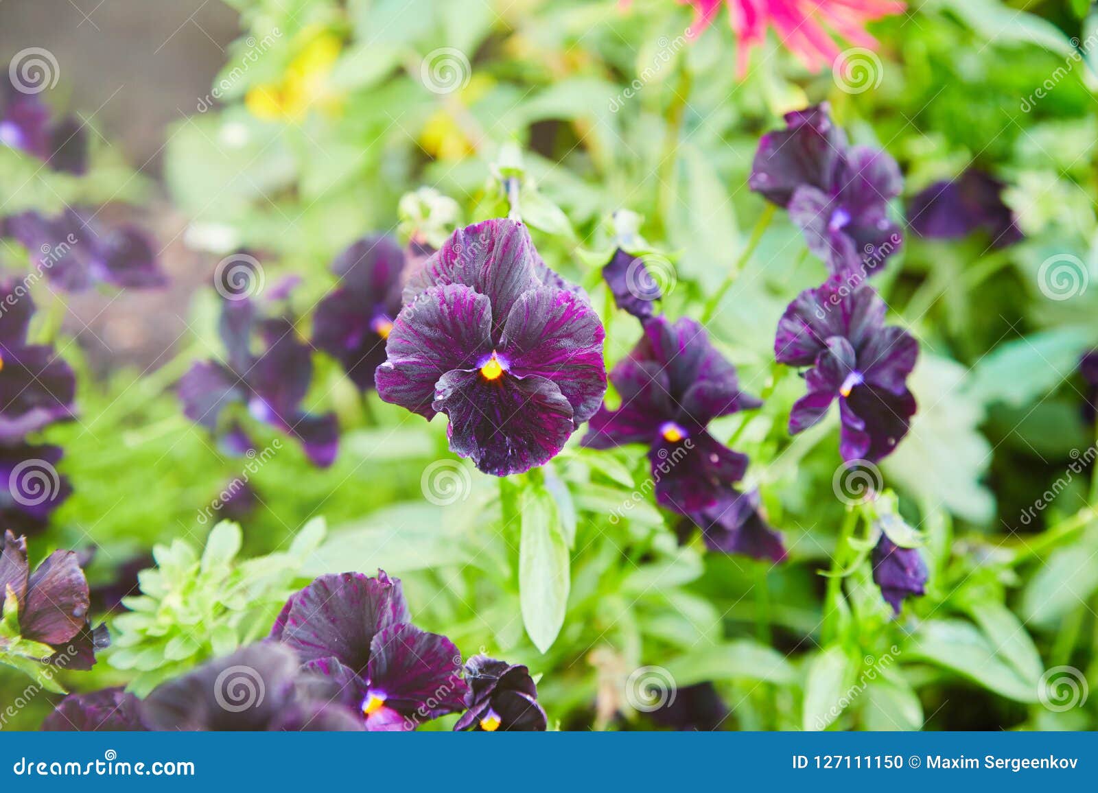 Flower of Viola tricolor stock photo. Image of botanic - 127111150