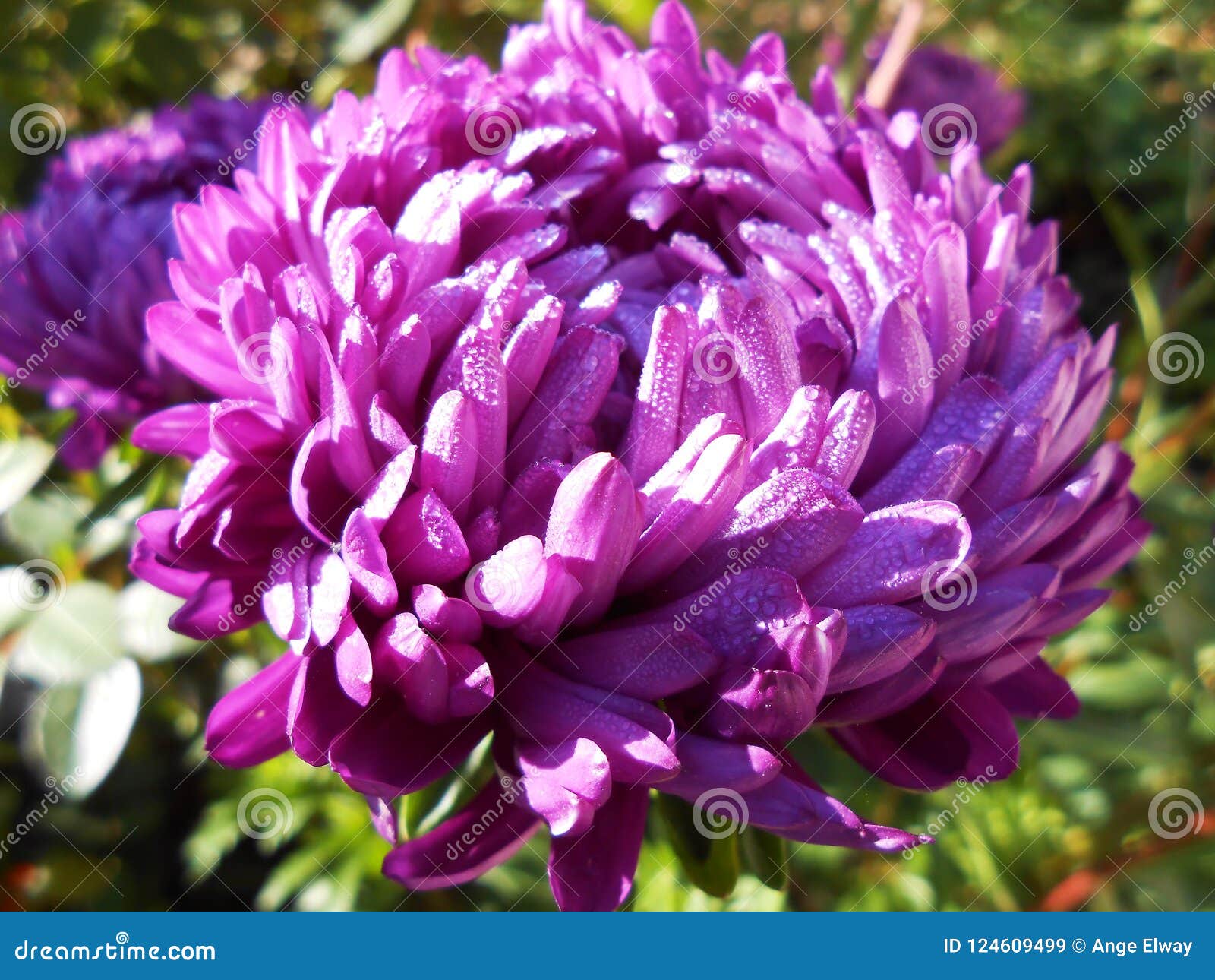 Flower of Violet Aster in the Morning. Stock Image - Image of evening ...