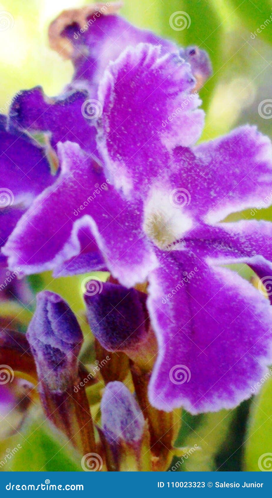 Violet stock image. Image of bloom, flor, flower, violet - 110023323