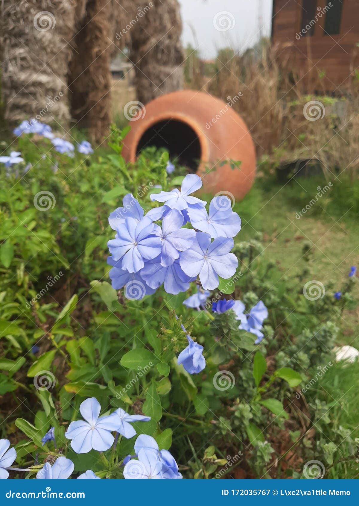 Flower Violet Color in a Garden. Stock Image - Image of card, lace ...