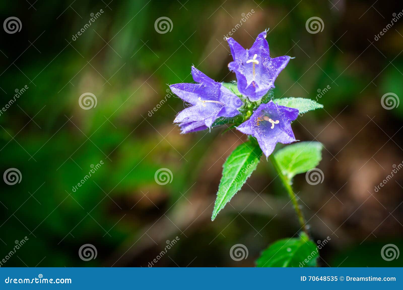 Flower of violet color stock image. Image of garden, shows - 70648535