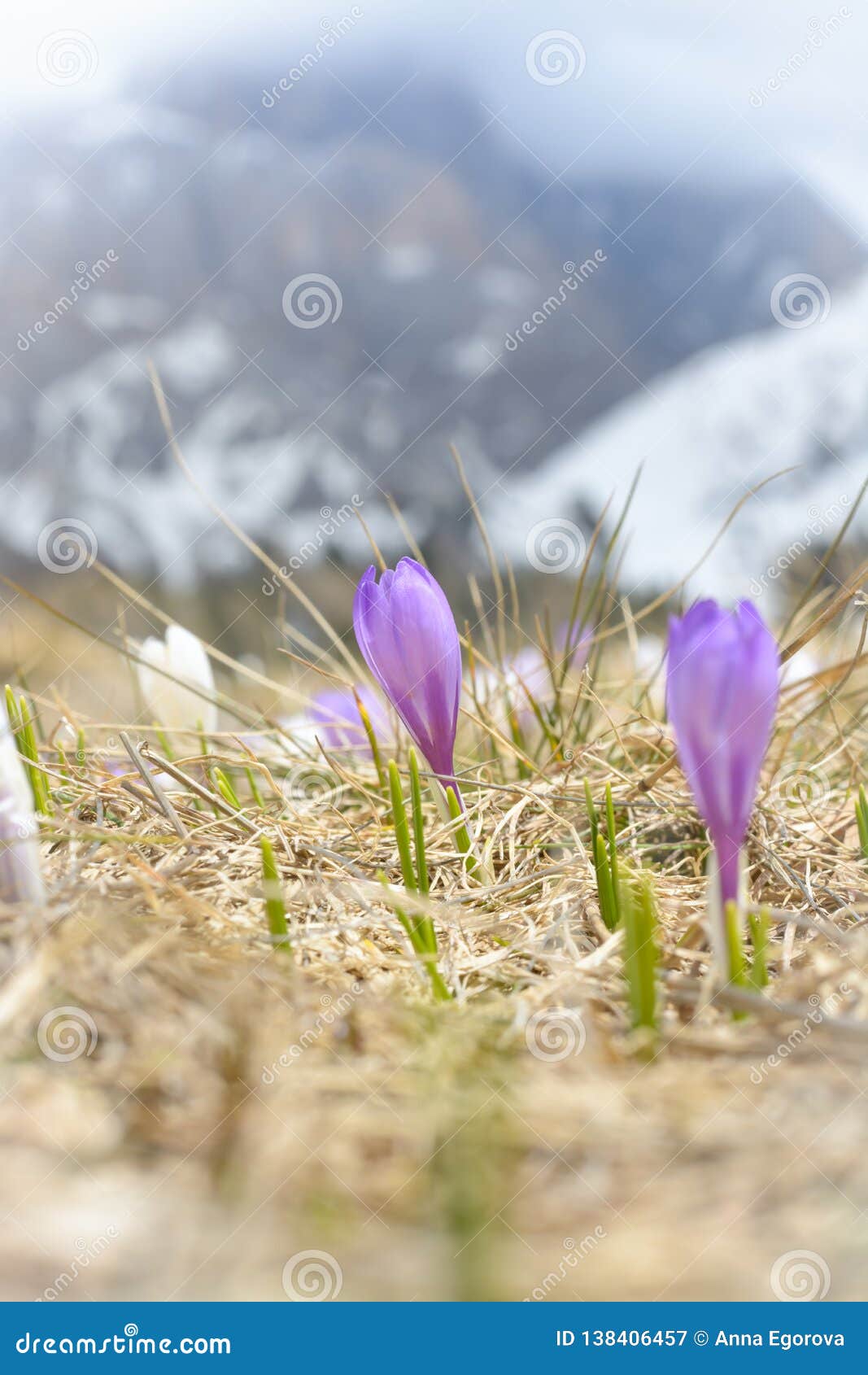 Flower of a Violet crocus stock image. Image of nature - 138406457