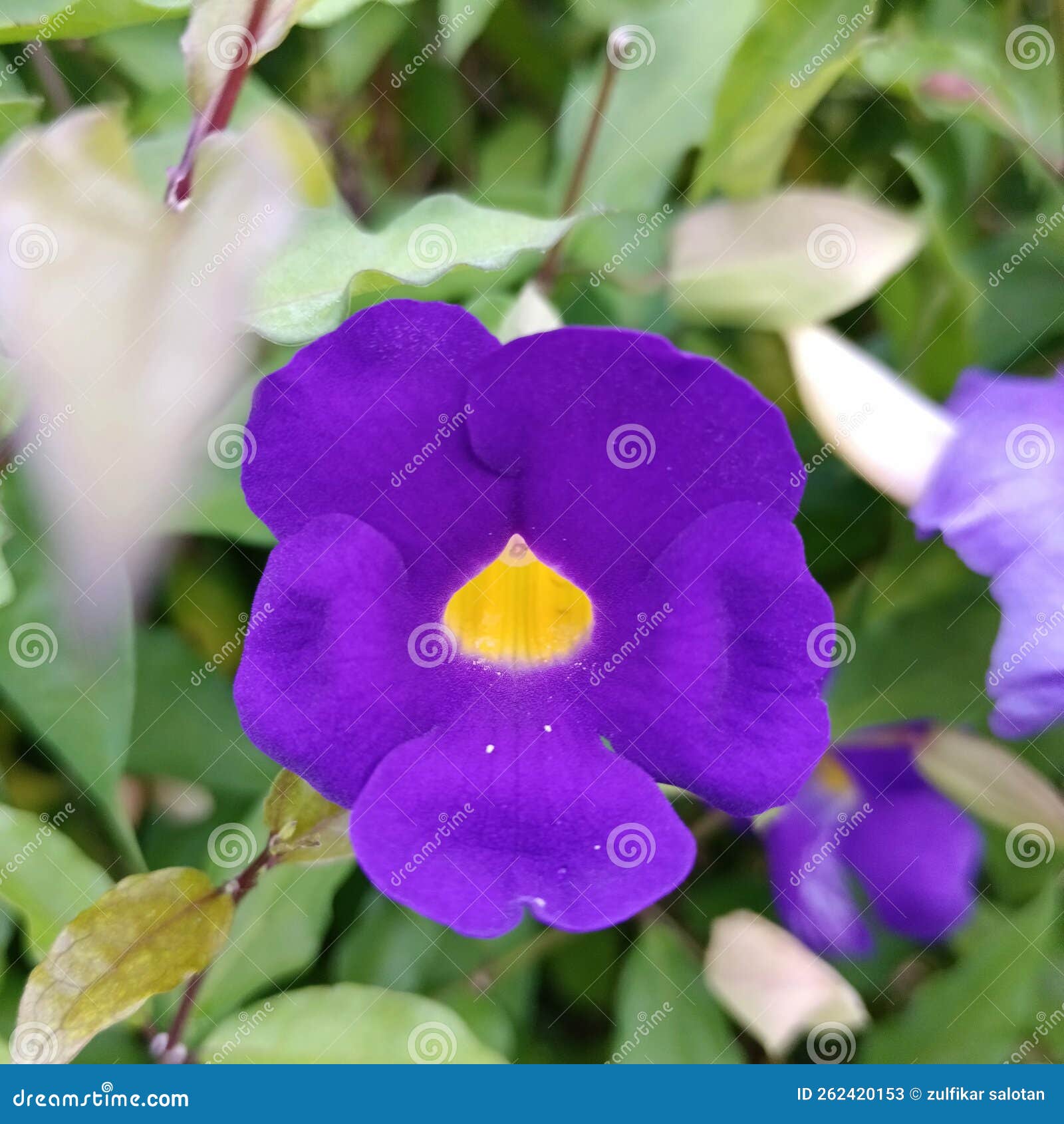 Flower Violet Nice in Happy Sunday Stock Image - Image of flower ...