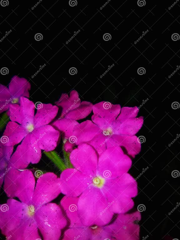 Flower stock image. Image of night, strong, violet, white - 134786713