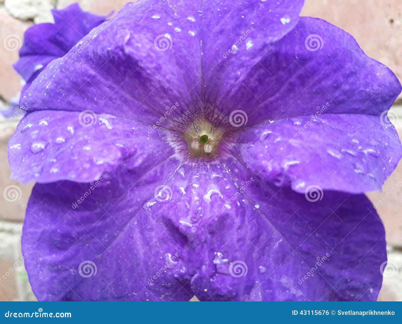 Flower stock photo. Image of drop, viola, summer, flower - 43115676