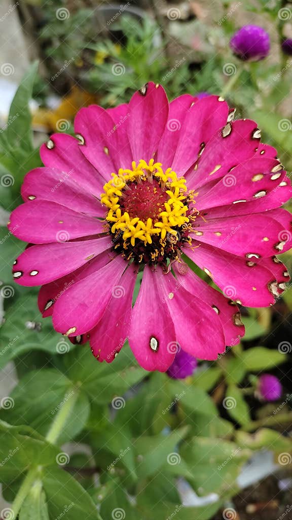 Flower viral be stock photo. Image of lilac, viral, pink - 221870260