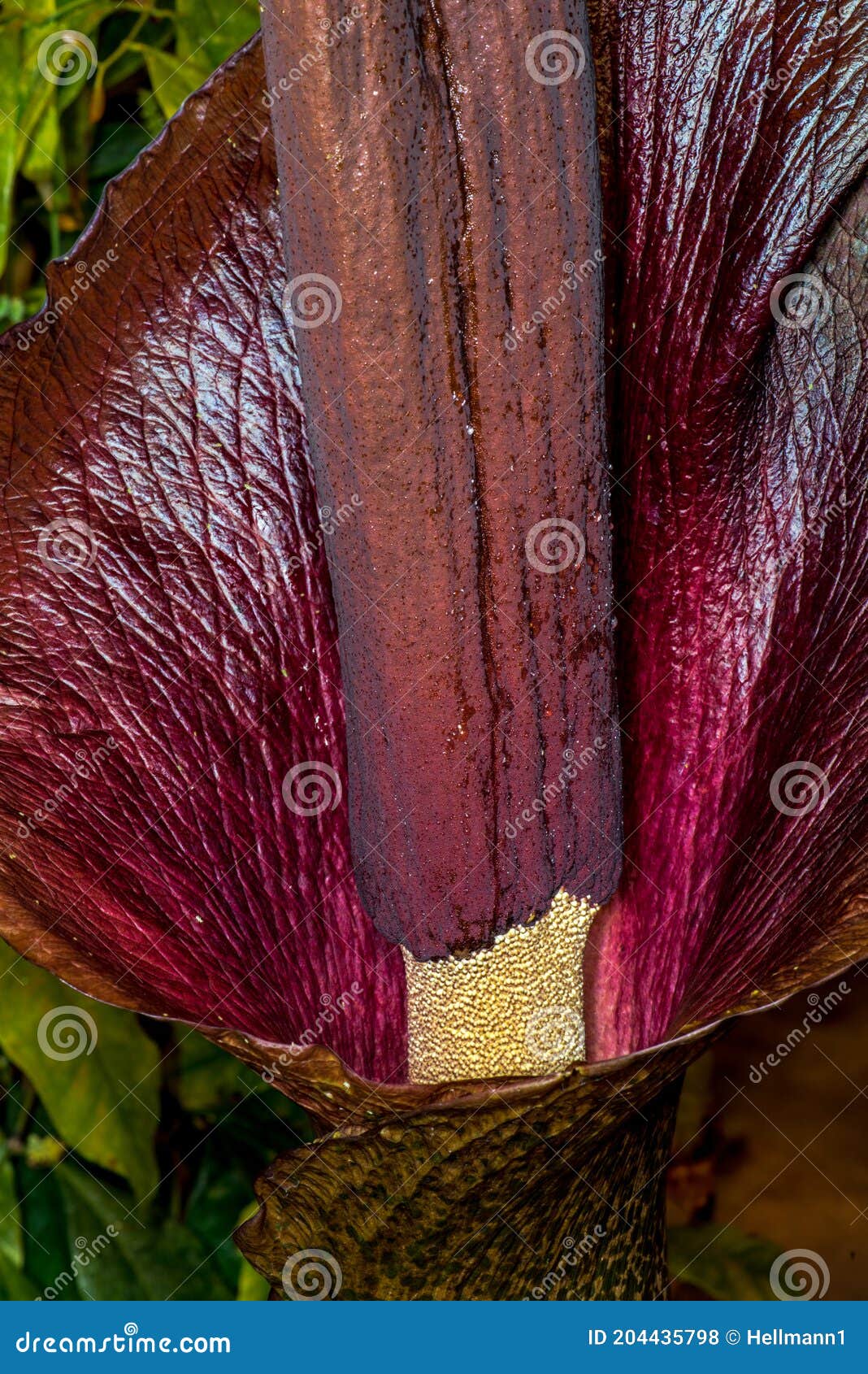 Flower of Voodoo Lily stock photo. Image of region, bulbs - 204435798