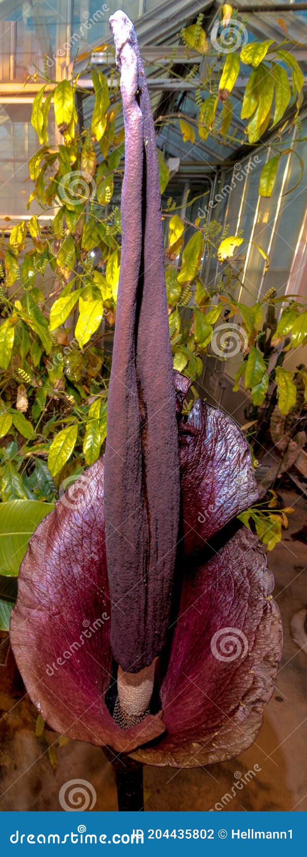 Flower of Voodoo Lily stock photo. Image of garden, spec - 204435802