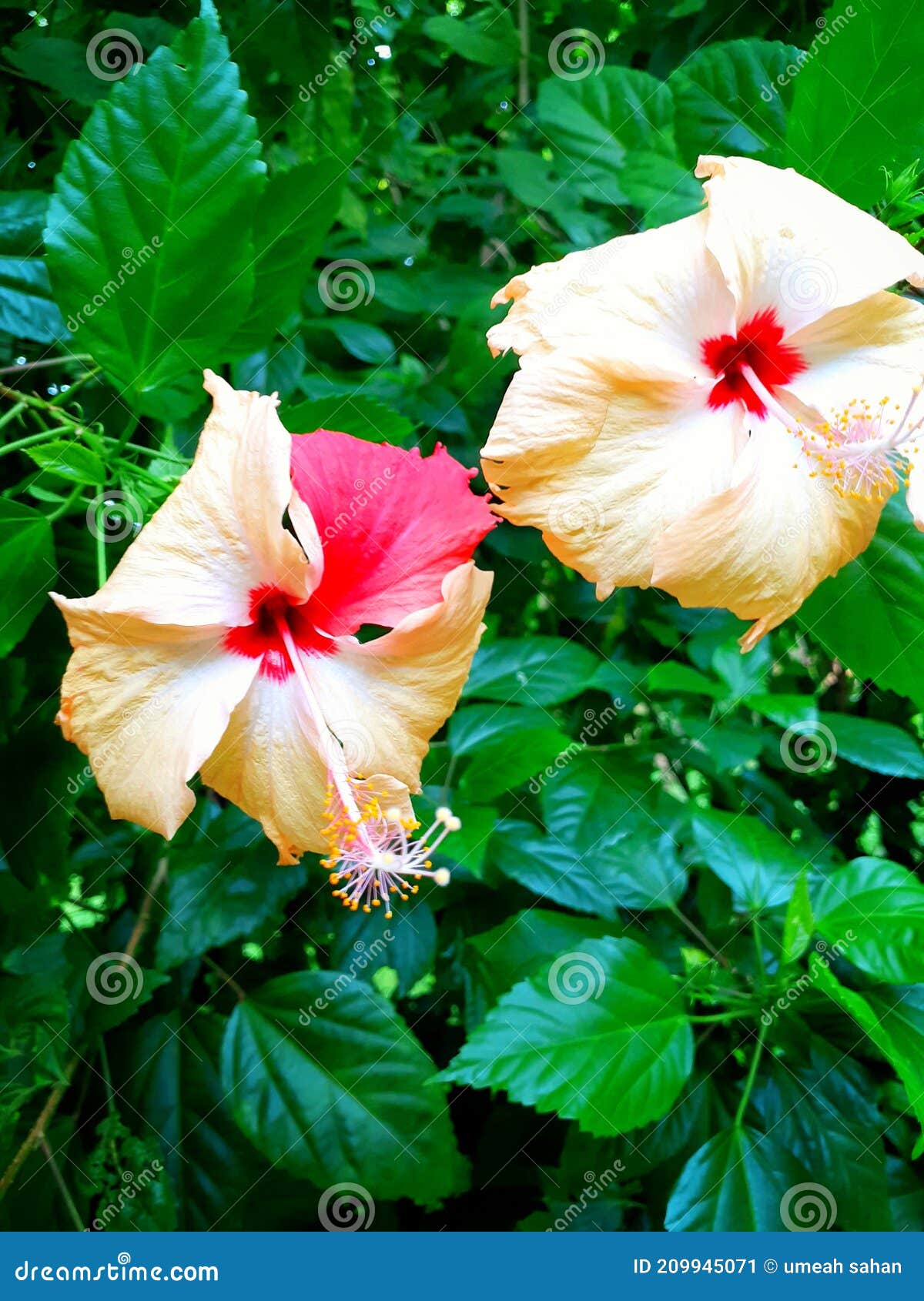 Flower of Wada. Very Nice and Very Luky Flower Stock Image - Image of ...