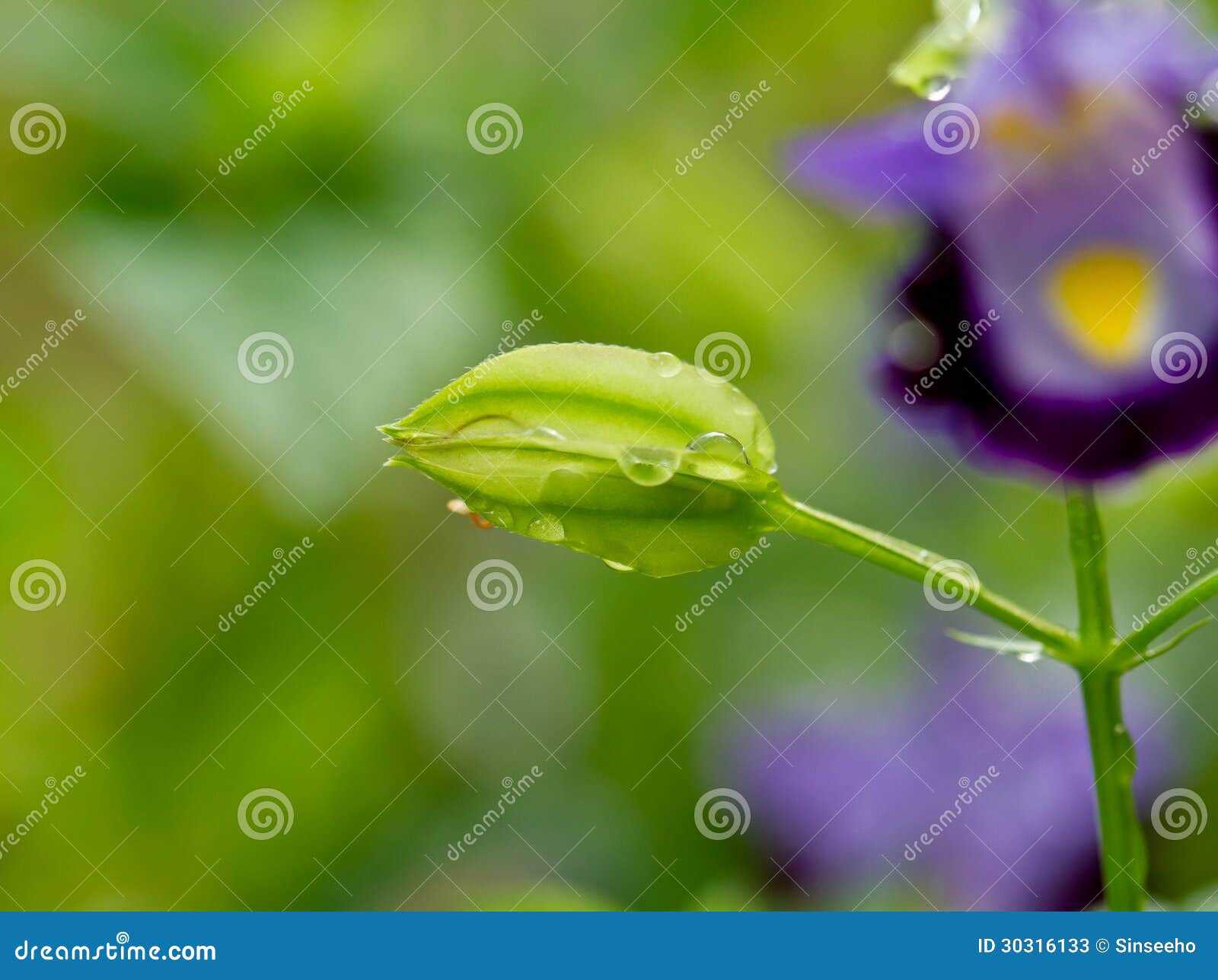 Flower going to bud stock image. Image of rural, single - 30316133
