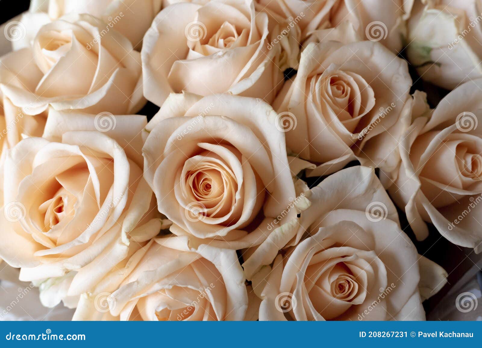 Flower Wall, Background of Natural Cream Roses Stock Image - Image of ...