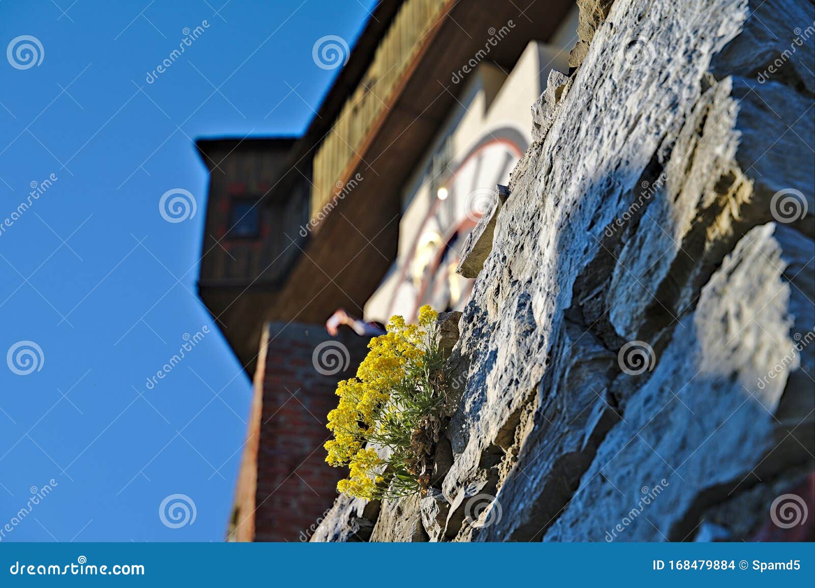 Flower at the Wall and the Clocktower of Graz, the Town`s Landmark, in ...