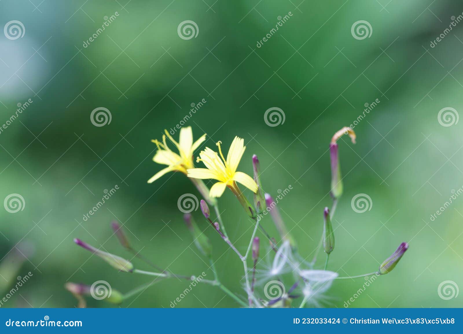 Flower of a Wall Lettuce, Lactuca Muralis Stock Photo - Image of ...
