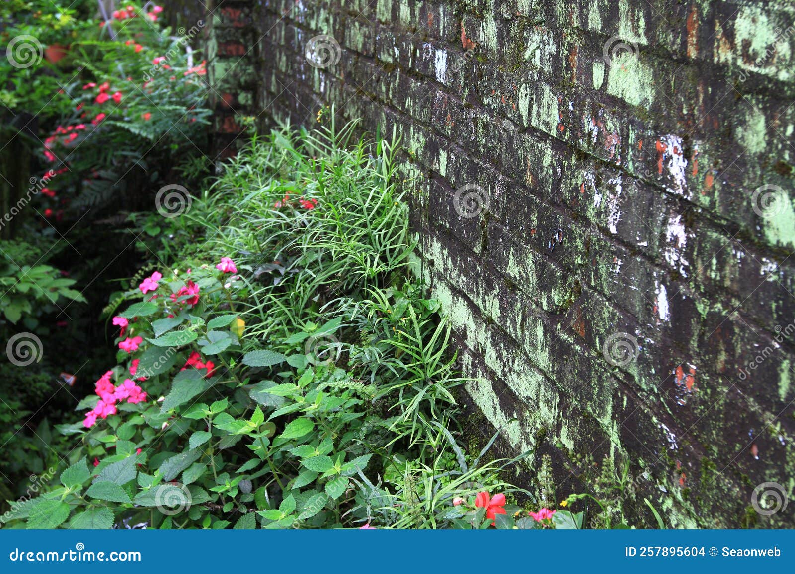 The Flower Wall, Natural Wallpaper or Nature Pattern Stock Photo ...
