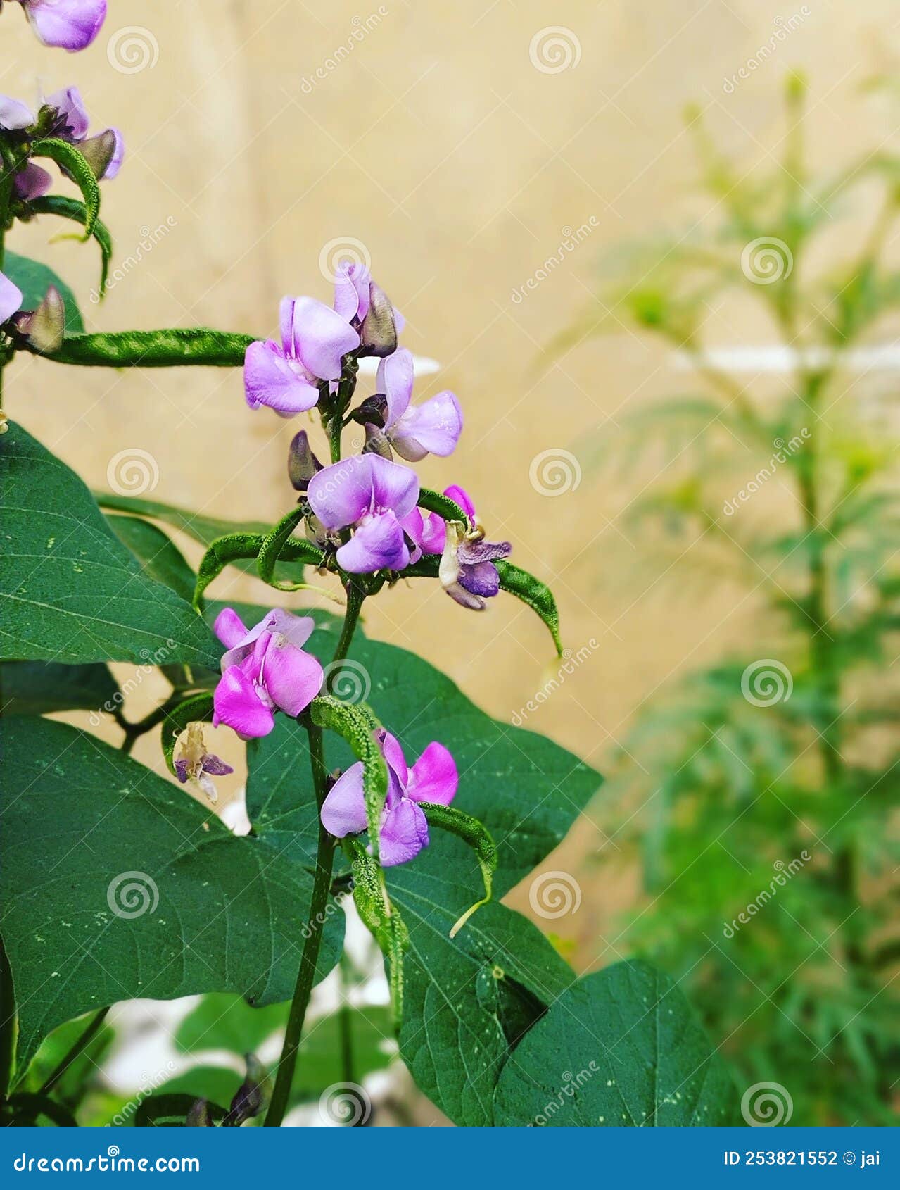 Flower wallpaper by jai stock photo. Image of produce - 253821552