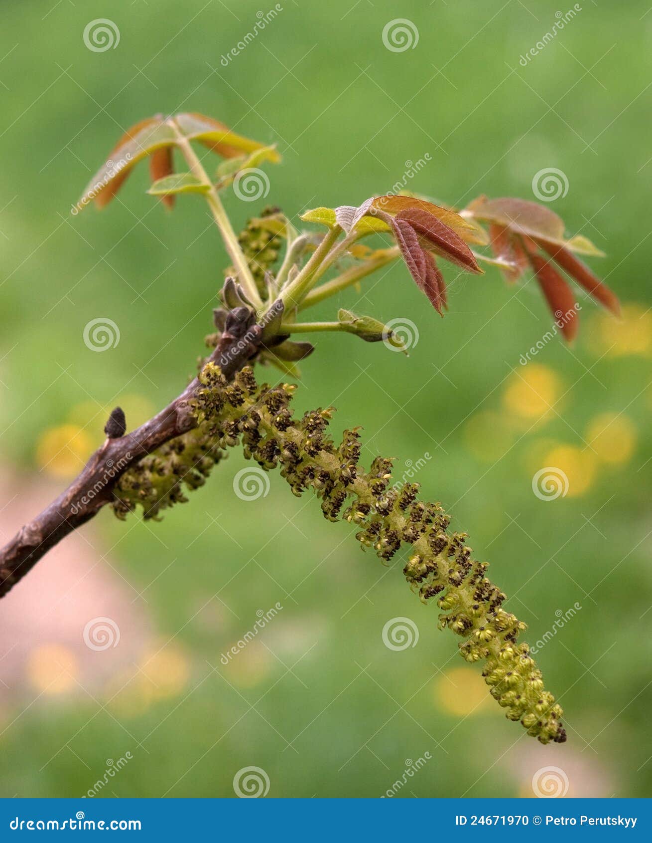 Flower of walnut stock photo. Image of spring, green - 24671970