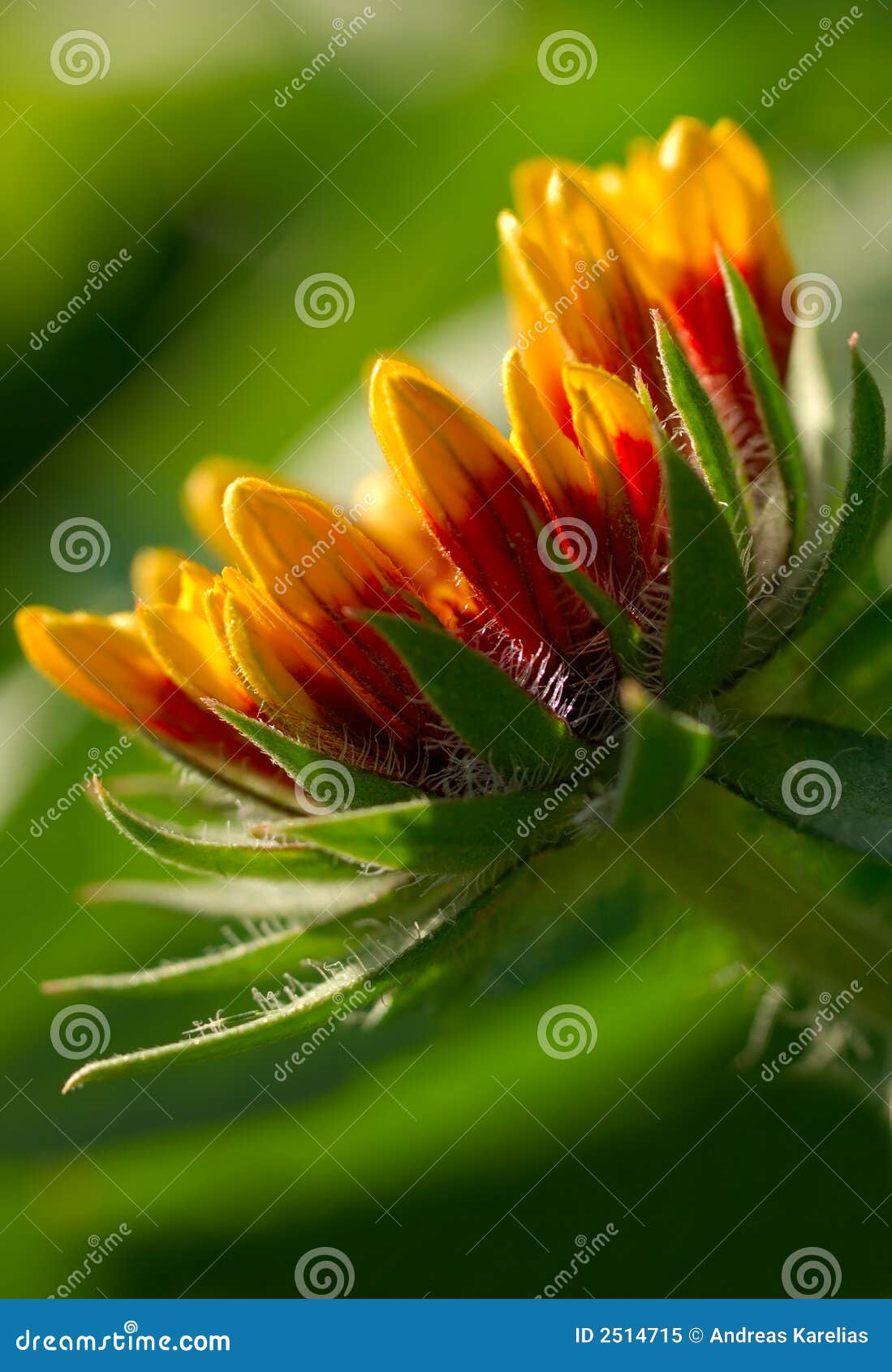 Flower washed in sunlight stock image. Image of bloom - 2514715