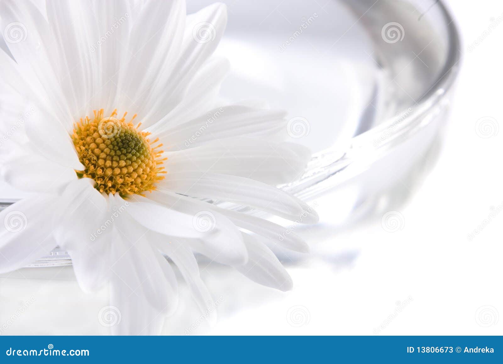 Flower in water stock image. Image of nature, purity - 13806673