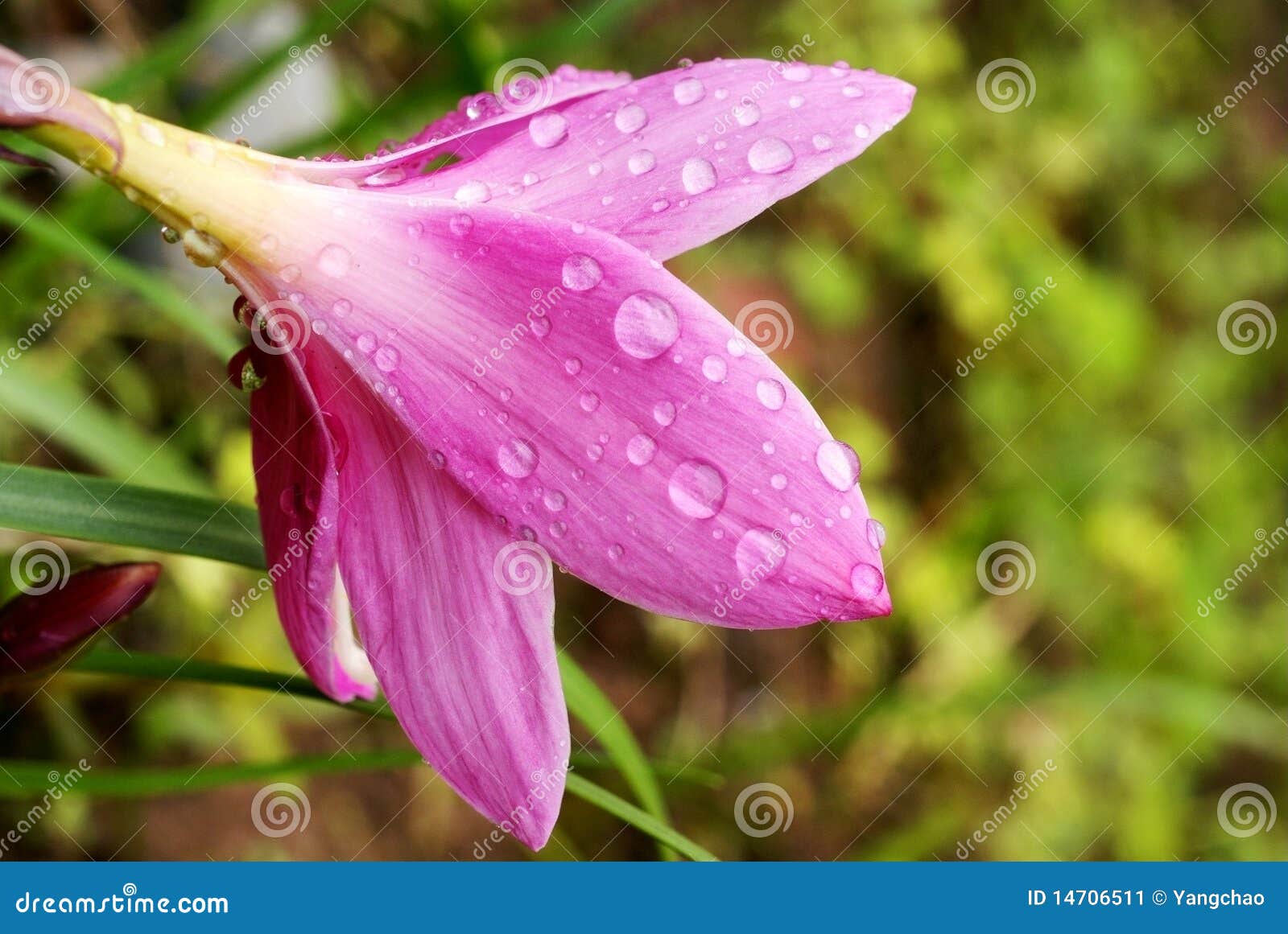 Flower with water stock image. Image of botanical, garden - 14706511