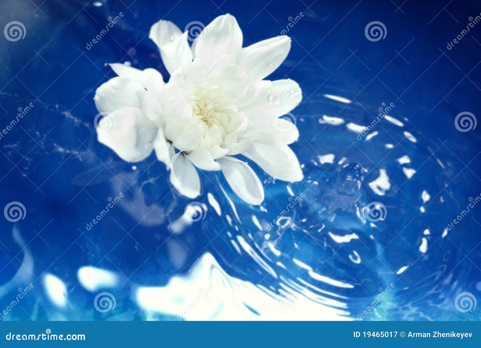 Flower on the water stock image. Image of outdoors, macro - 19465017