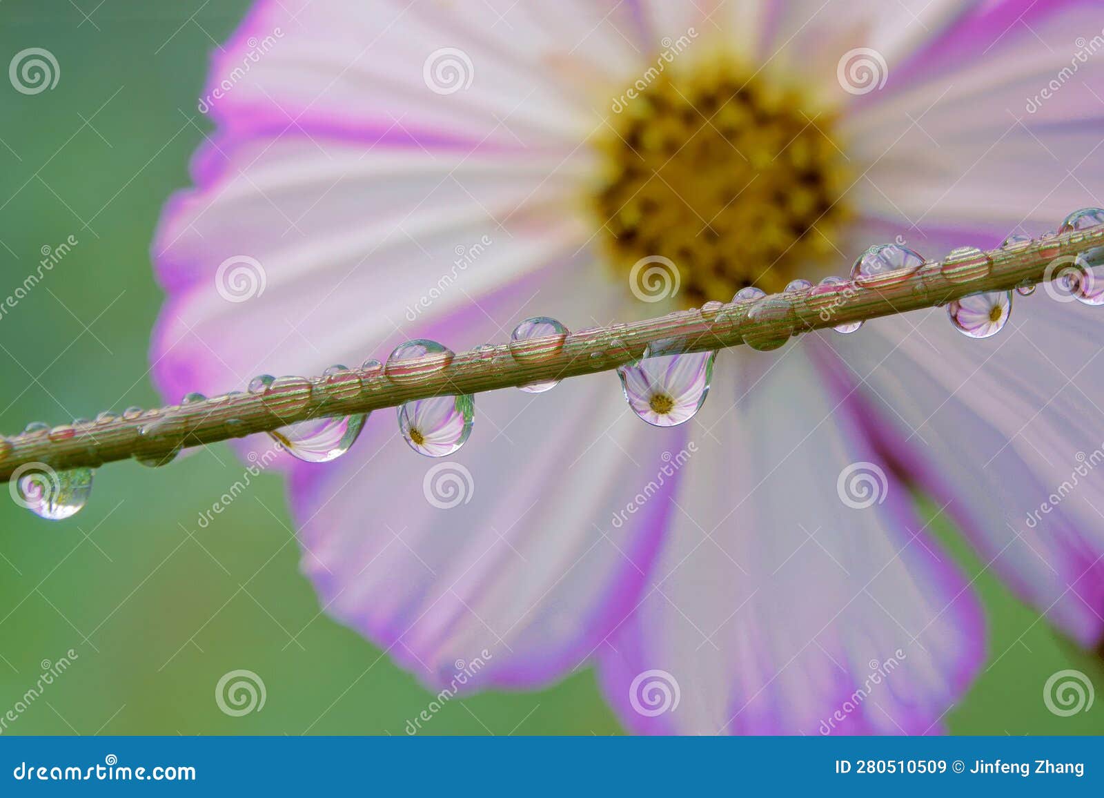 Flower in water droplet stock image. Image of flower - 280510509