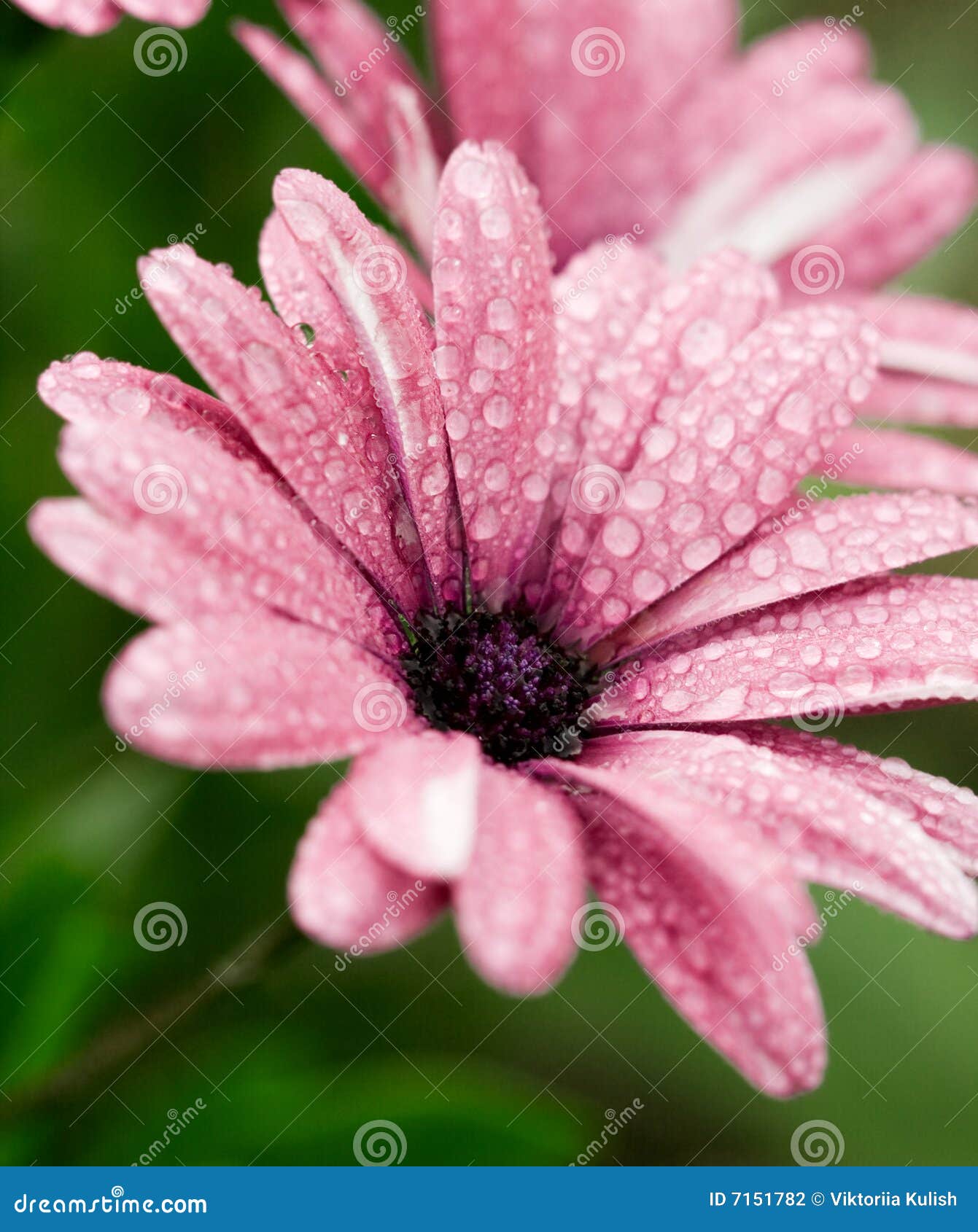Flower with water drops stock photo. Image of horticulture - 7151782