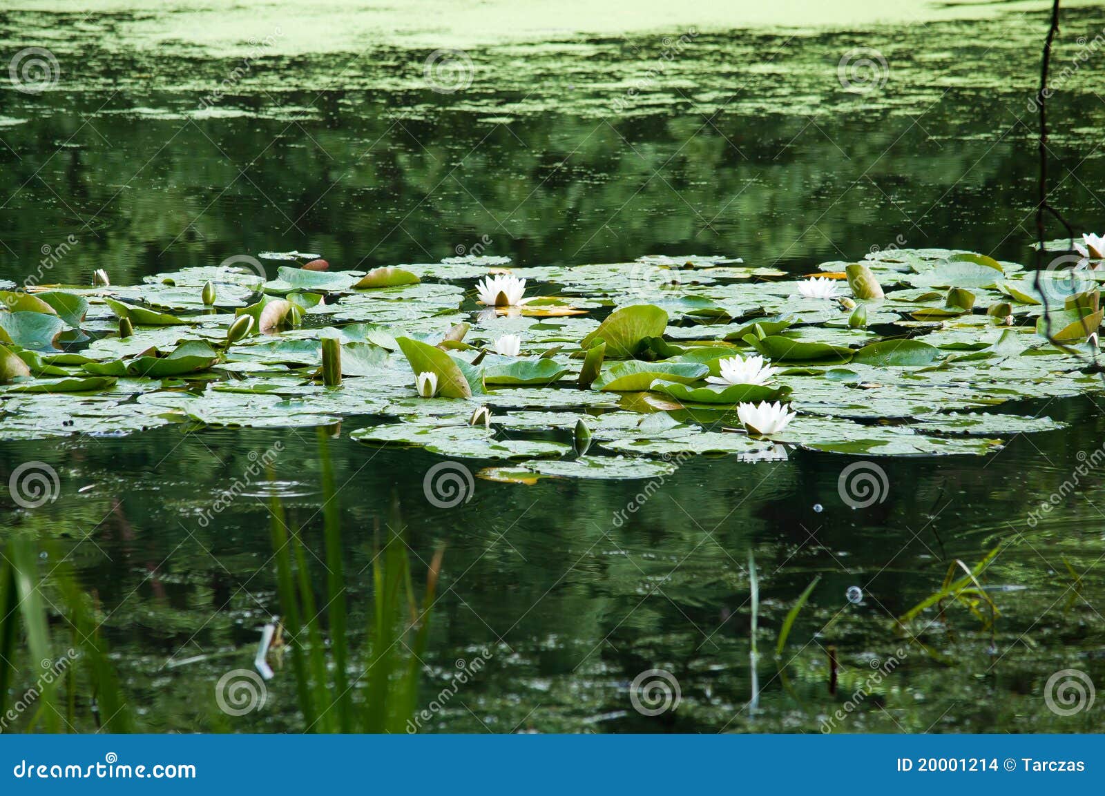 Flower on Water in the Forest Stock Photo - Image of nature, tree: 20001214