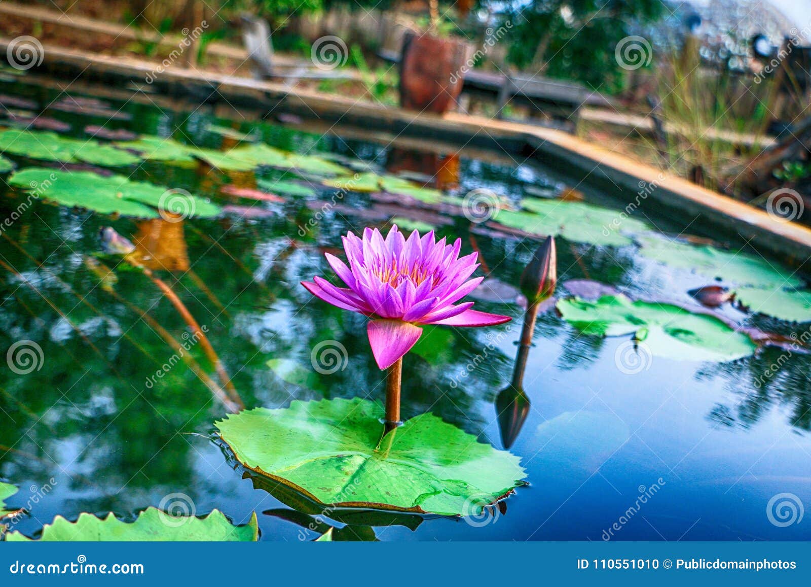 Flower, Water, Plant, Nature Picture. Image: 110551010