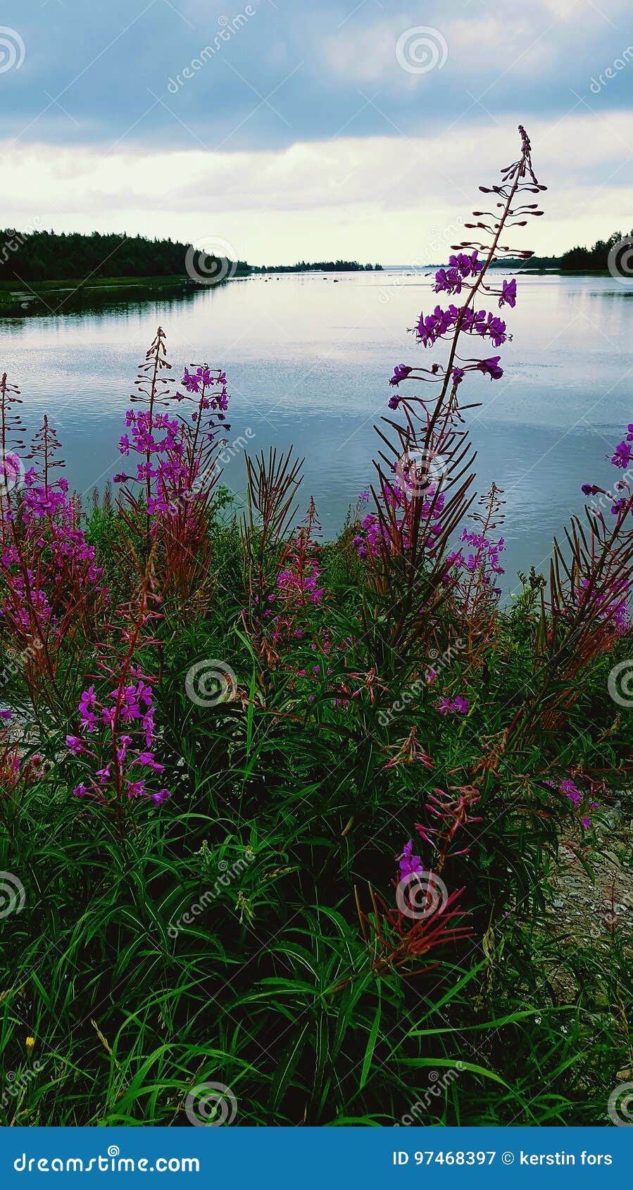 Flower stock image. Image of water, mulled, reflection - 97468397