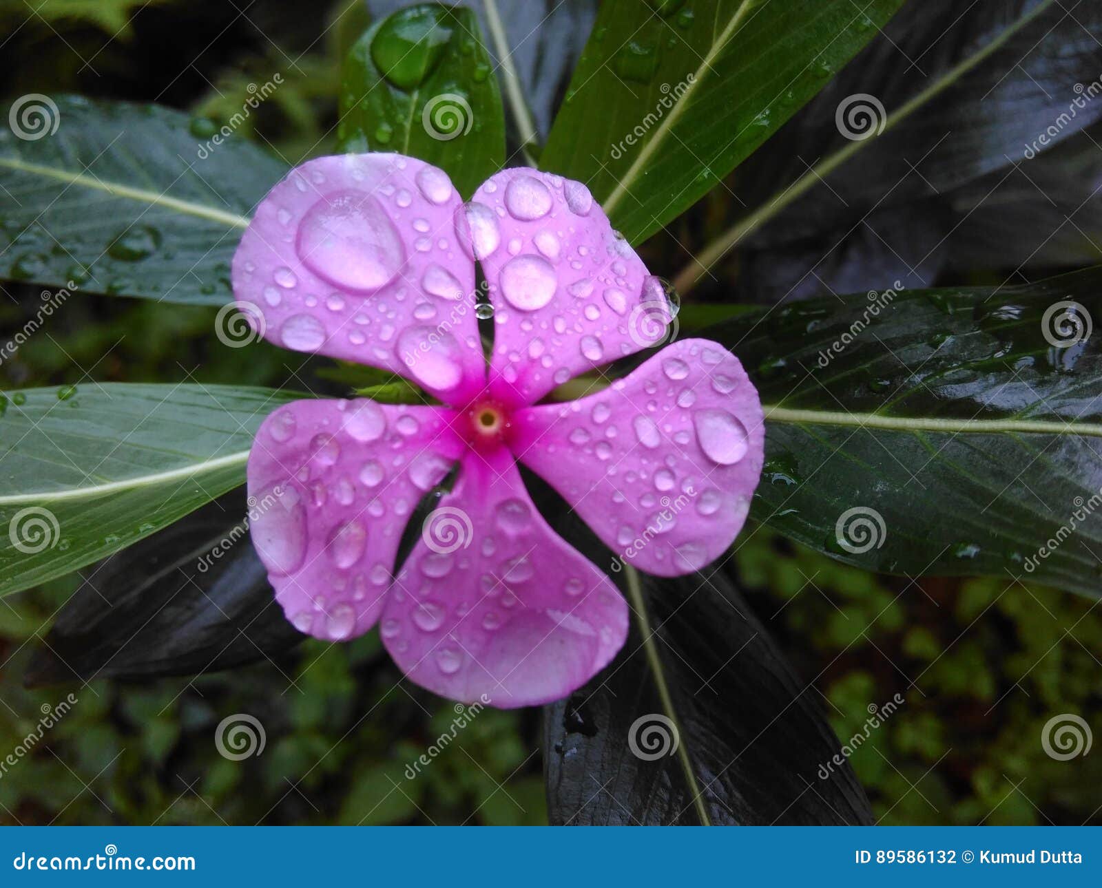 Flower stock photo. Image of flower, raindrops, nature - 89586132