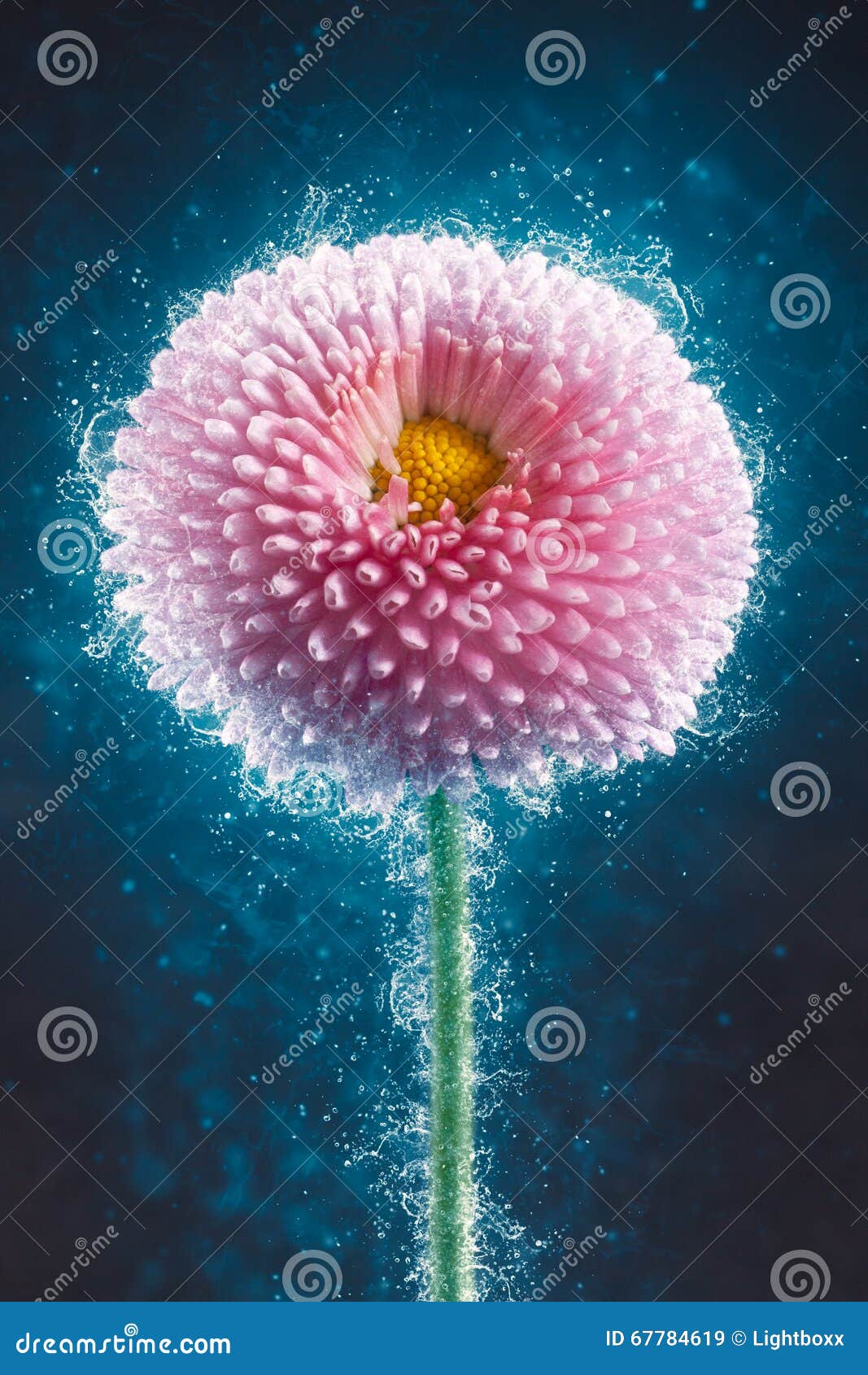 Flower - water splash stock image. Image of drops, slowmotion - 67784619