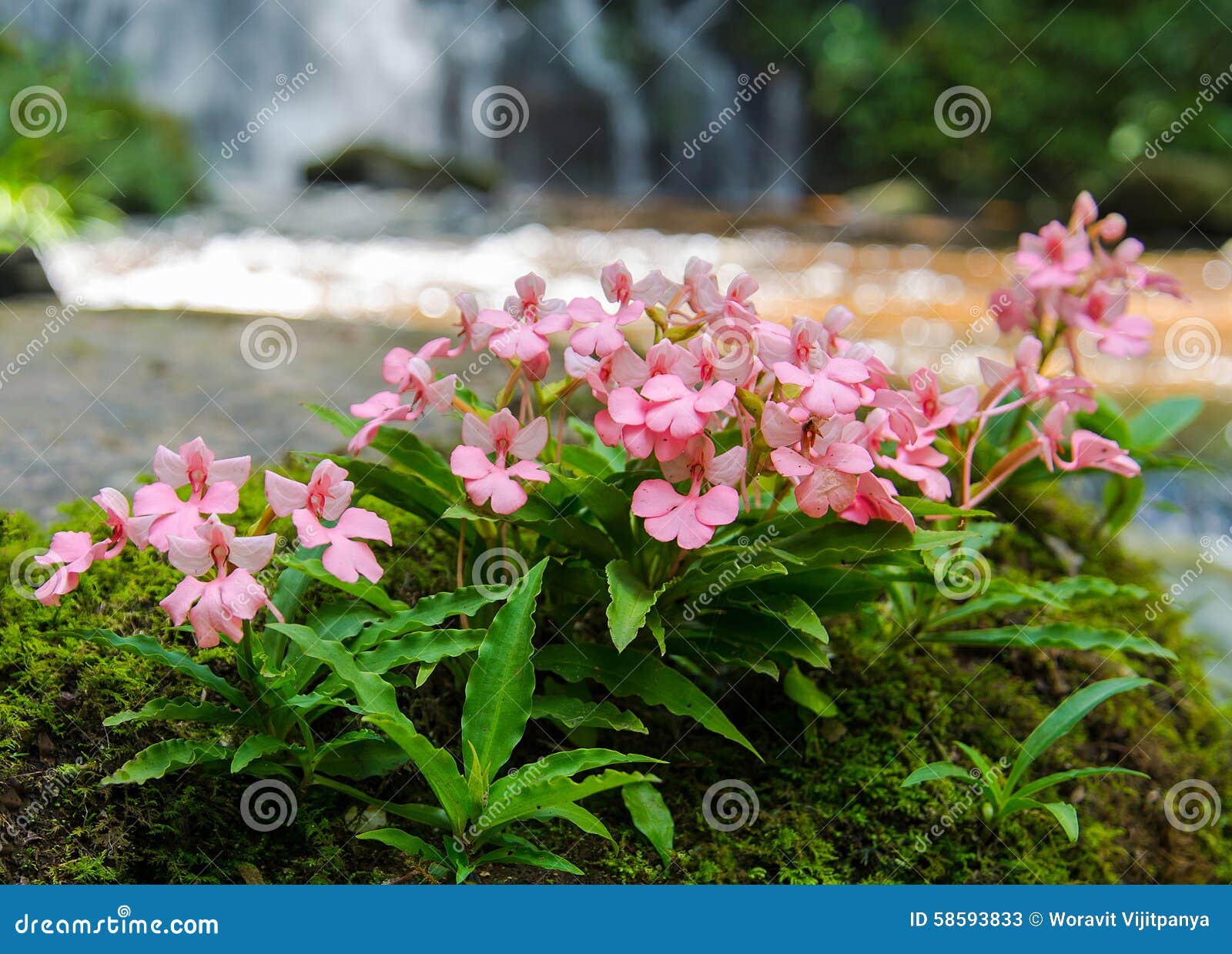 Flower Waterfall stock image. Image of blurred, motion - 58593833