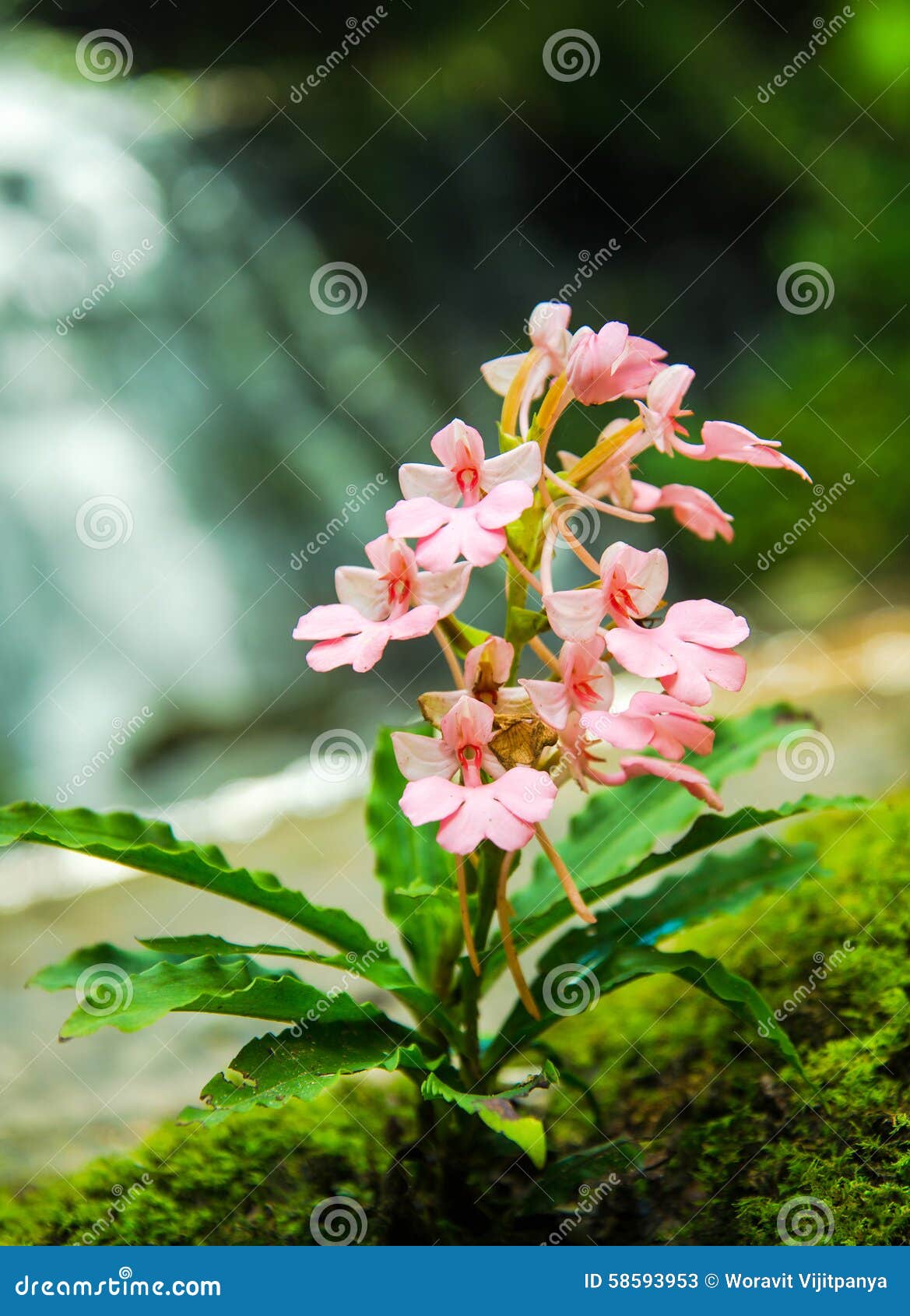 Flower Waterfall stock image. Image of flower, loop, natural - 58593953