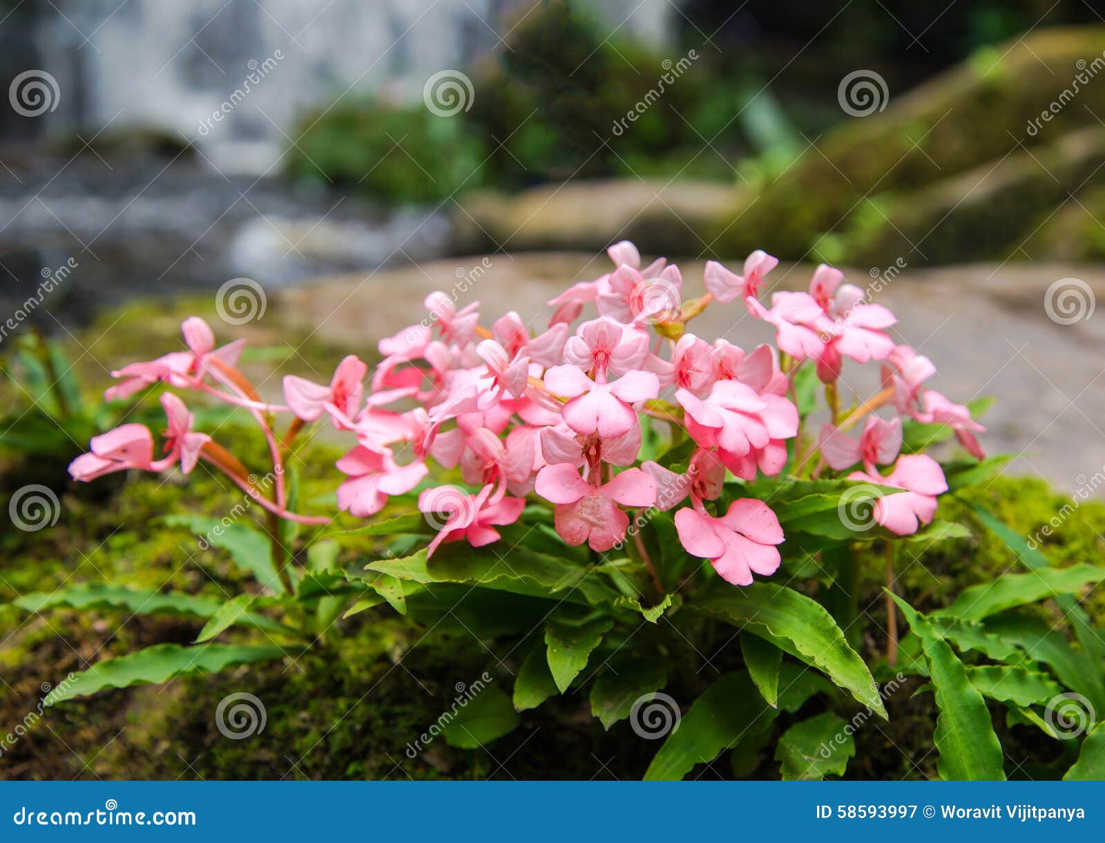 Flower Waterfall stock image. Image of forest, environment - 58593997