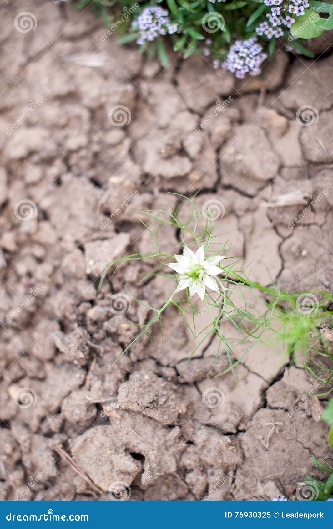 Flower Way through the Ground Stock Image - Image of background, flora ...