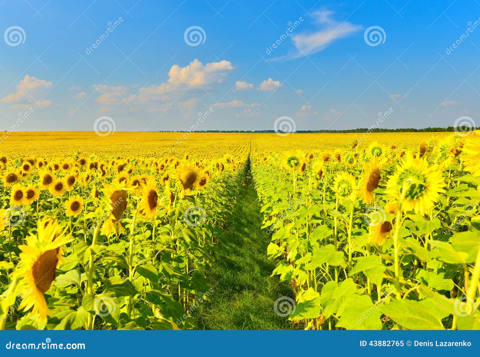 Flower way stock image. Image of country, path, flora - 43882765