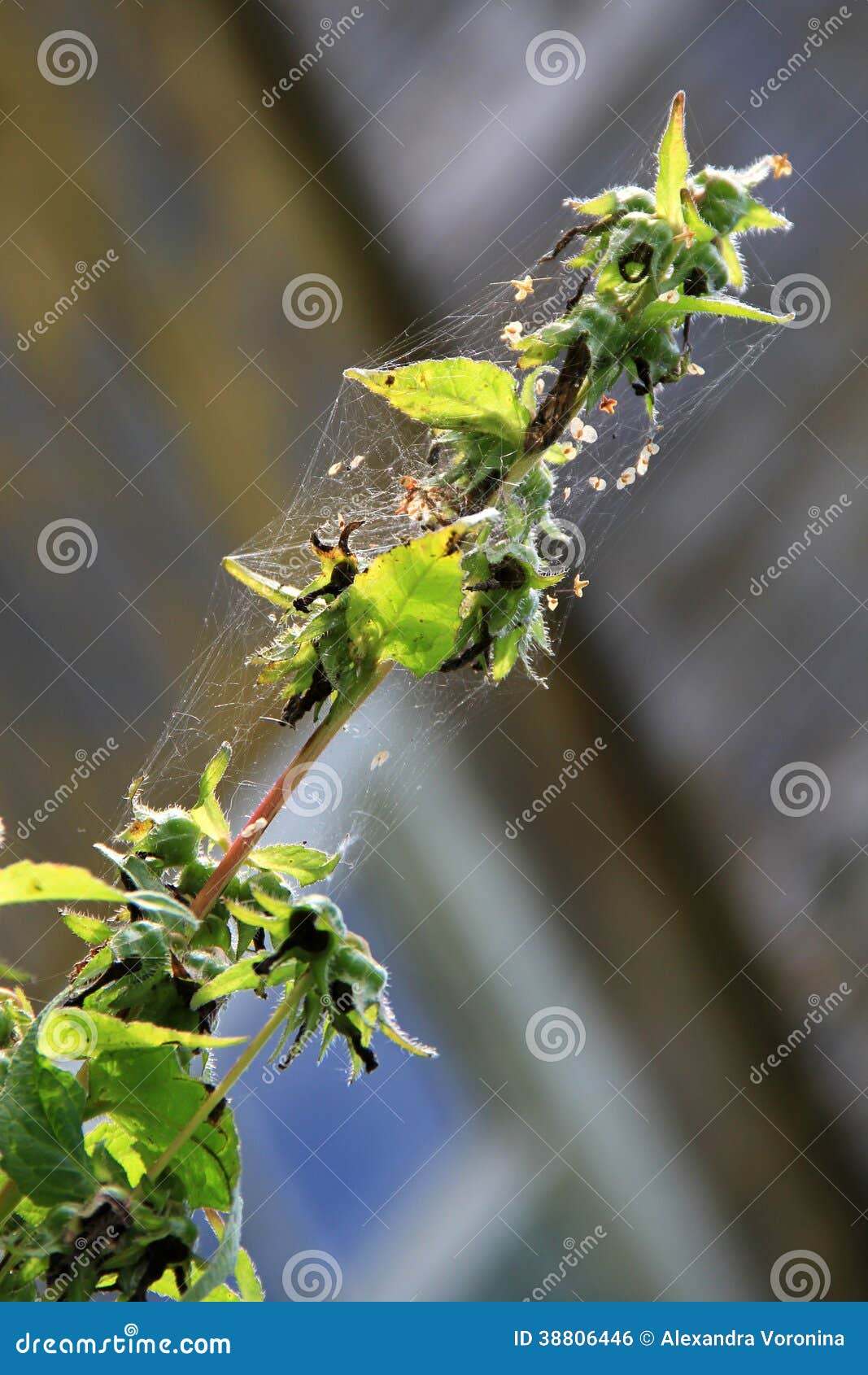 Flower in a web stock photo. Image of young, stalk, light - 38806446