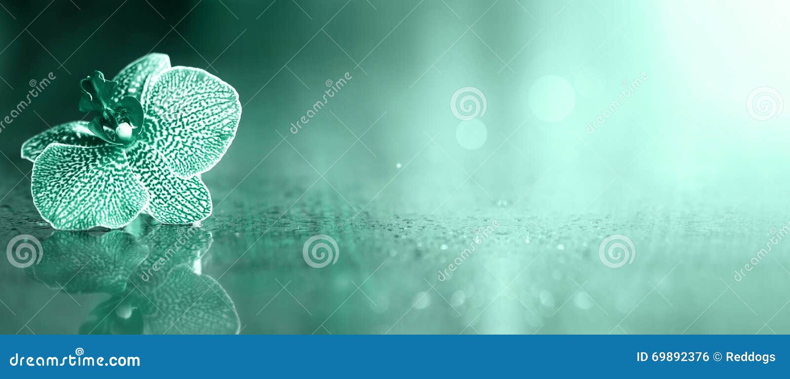 Flower website banner stock photo. Image of panorama - 69892376