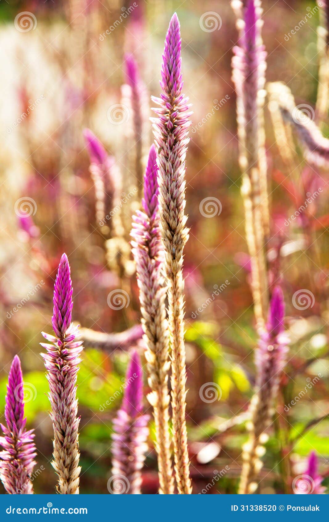 Flower of weed grass stock photo. Image of plant, environment - 31338520