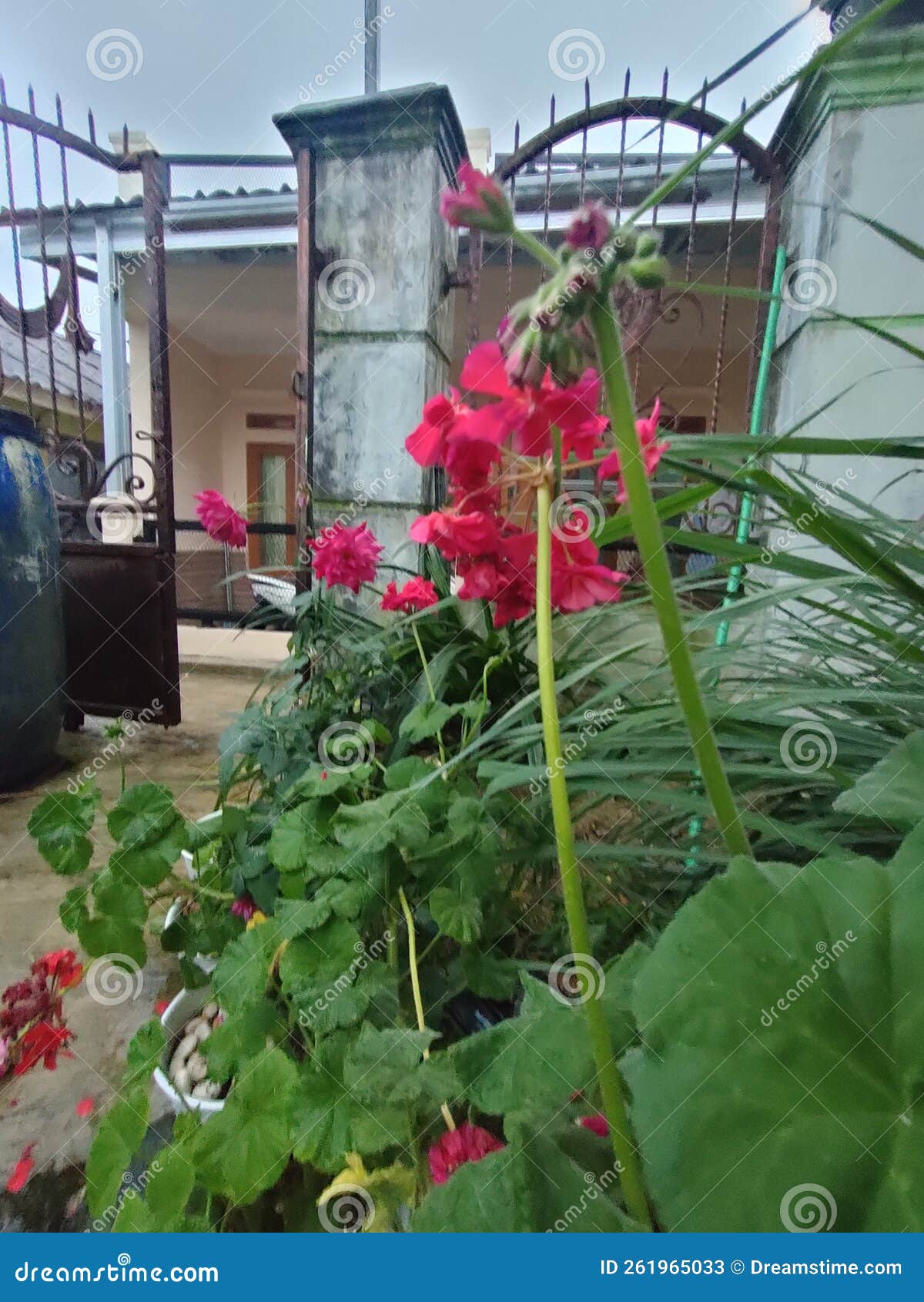 Flower West Java Indonesia Bandung City Stock Image - Image of city ...