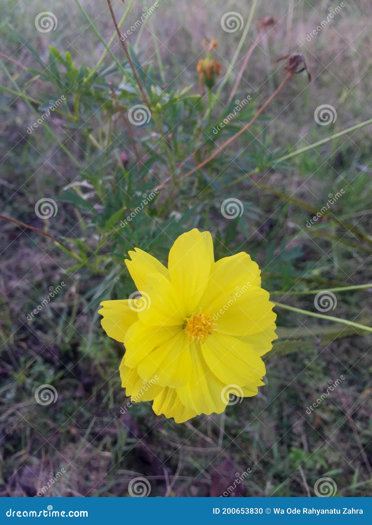 Flower stock photo. Image of flower, bunga, yellow, green - 200653830