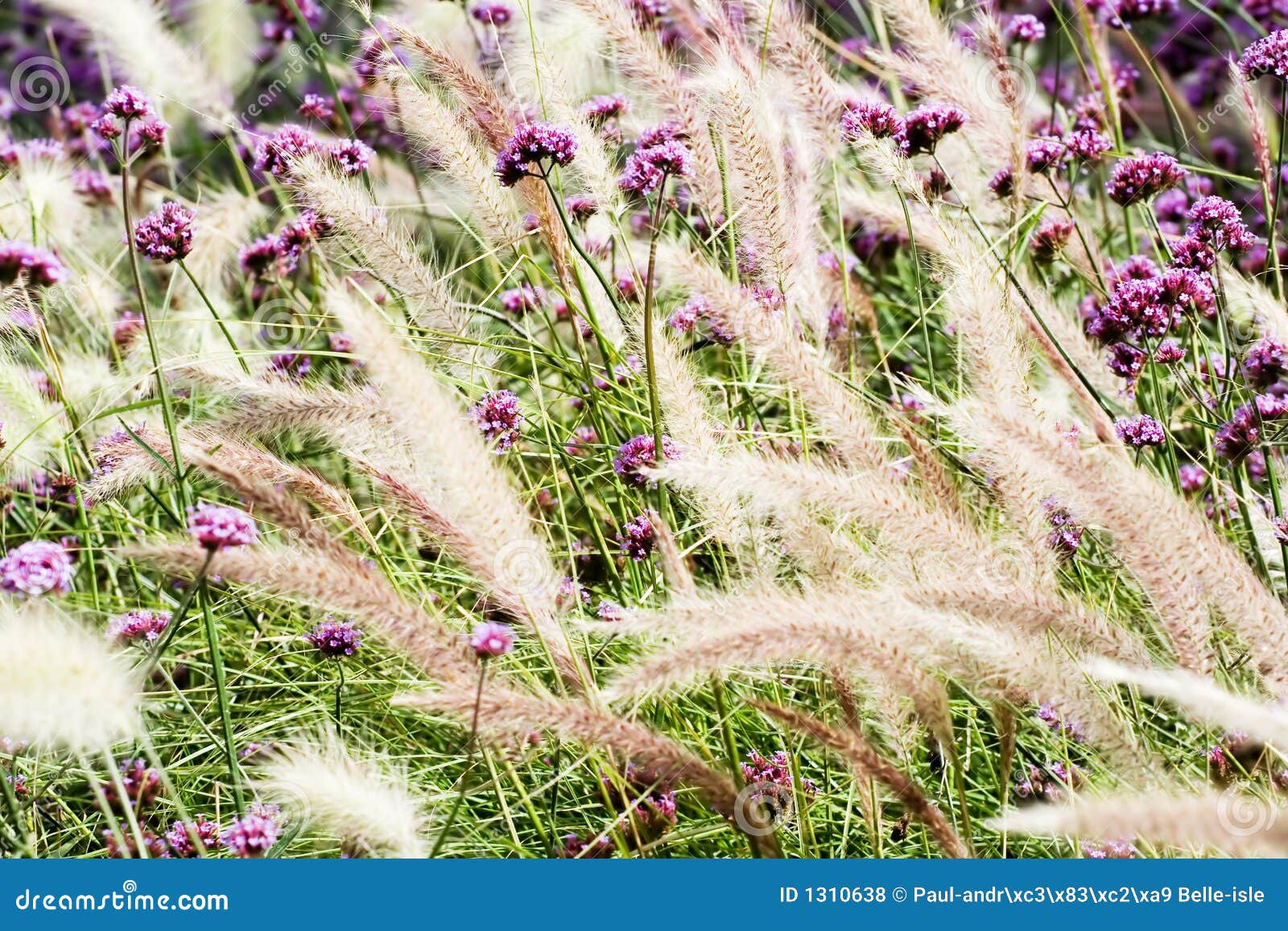 Flower and wheat stock photo. Image of golden, nature - 1310638