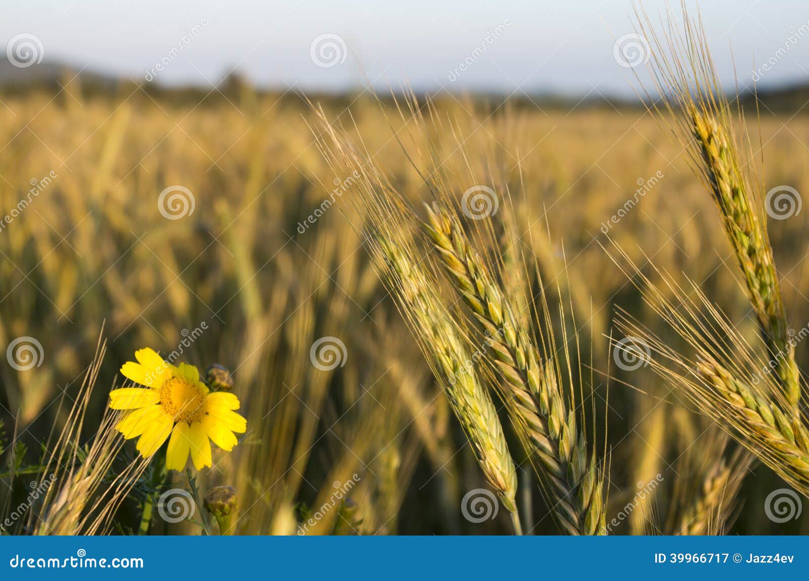 Flower in a Wheat Field at Sunset Stock Image - Image of flowers, field ...