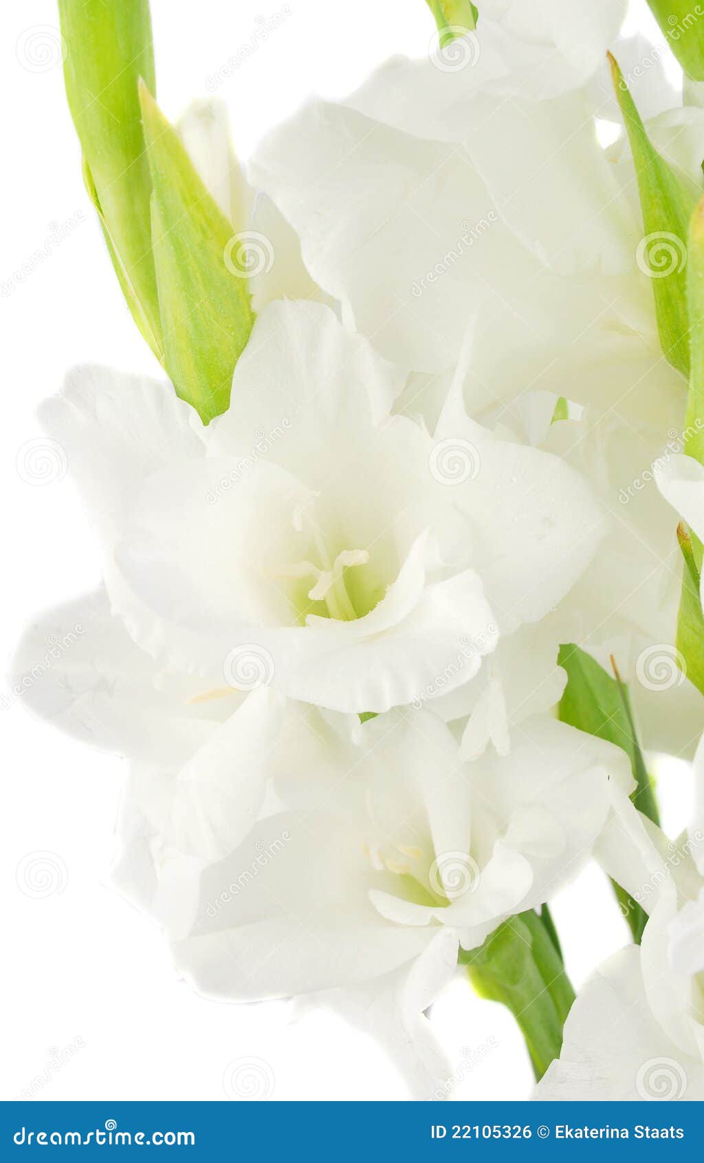 Flower on a White Background, Studio Shoot. Stock Photo - Image of ...