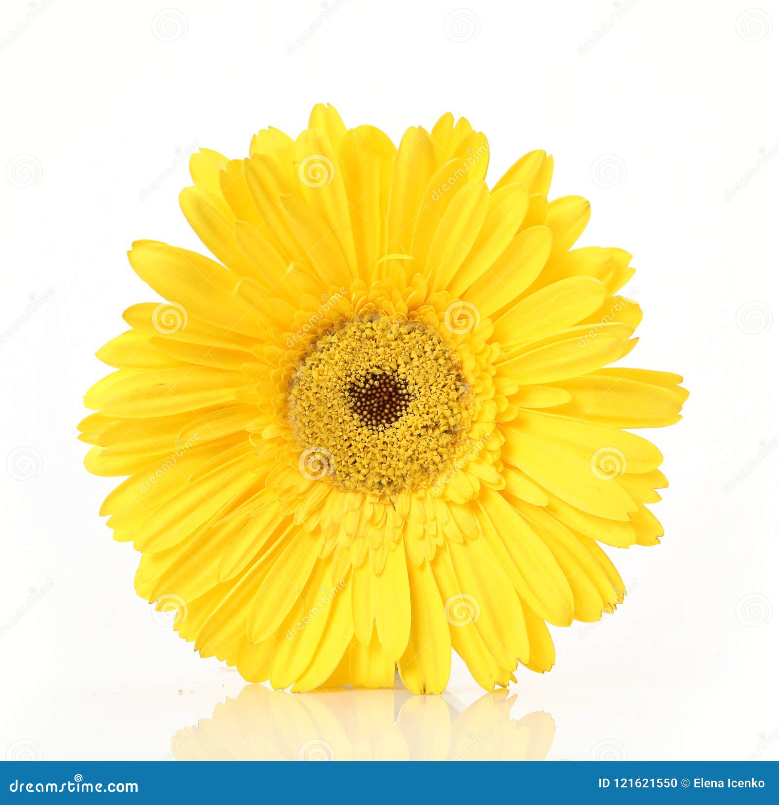 Flower on a White Background Stock Photo - Image of blossoming, festive ...