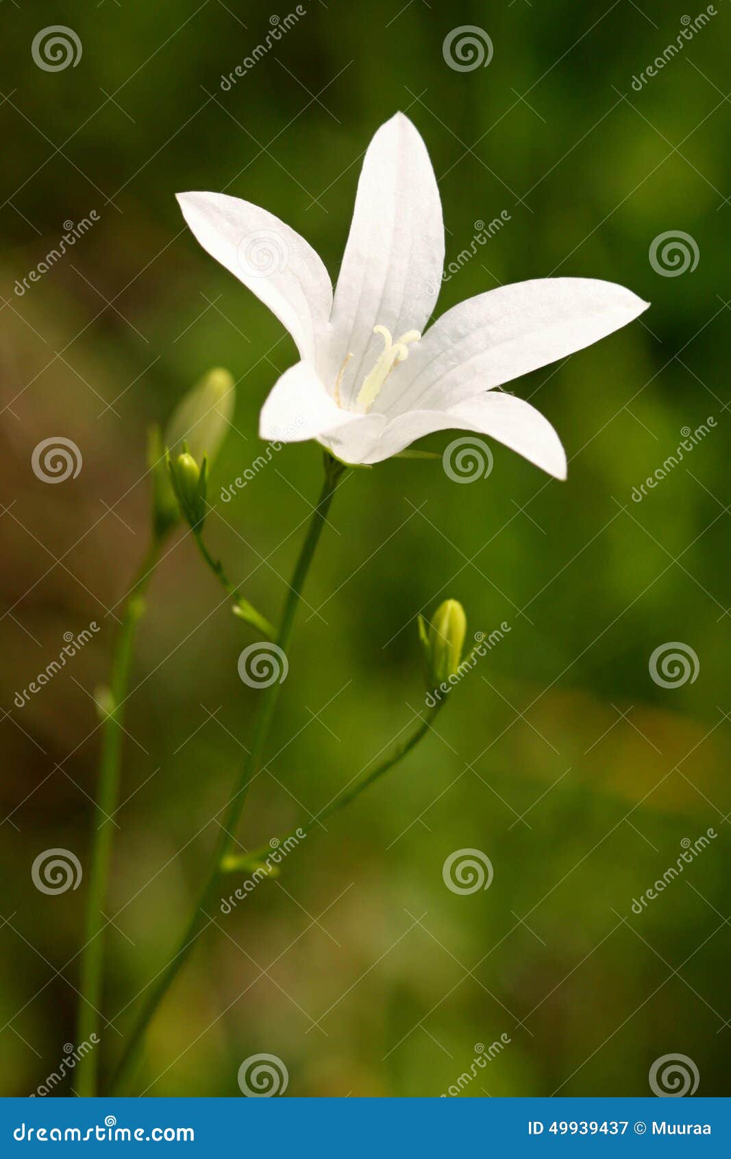 Flower with white bell stock image. Image of herbal, green - 49939437